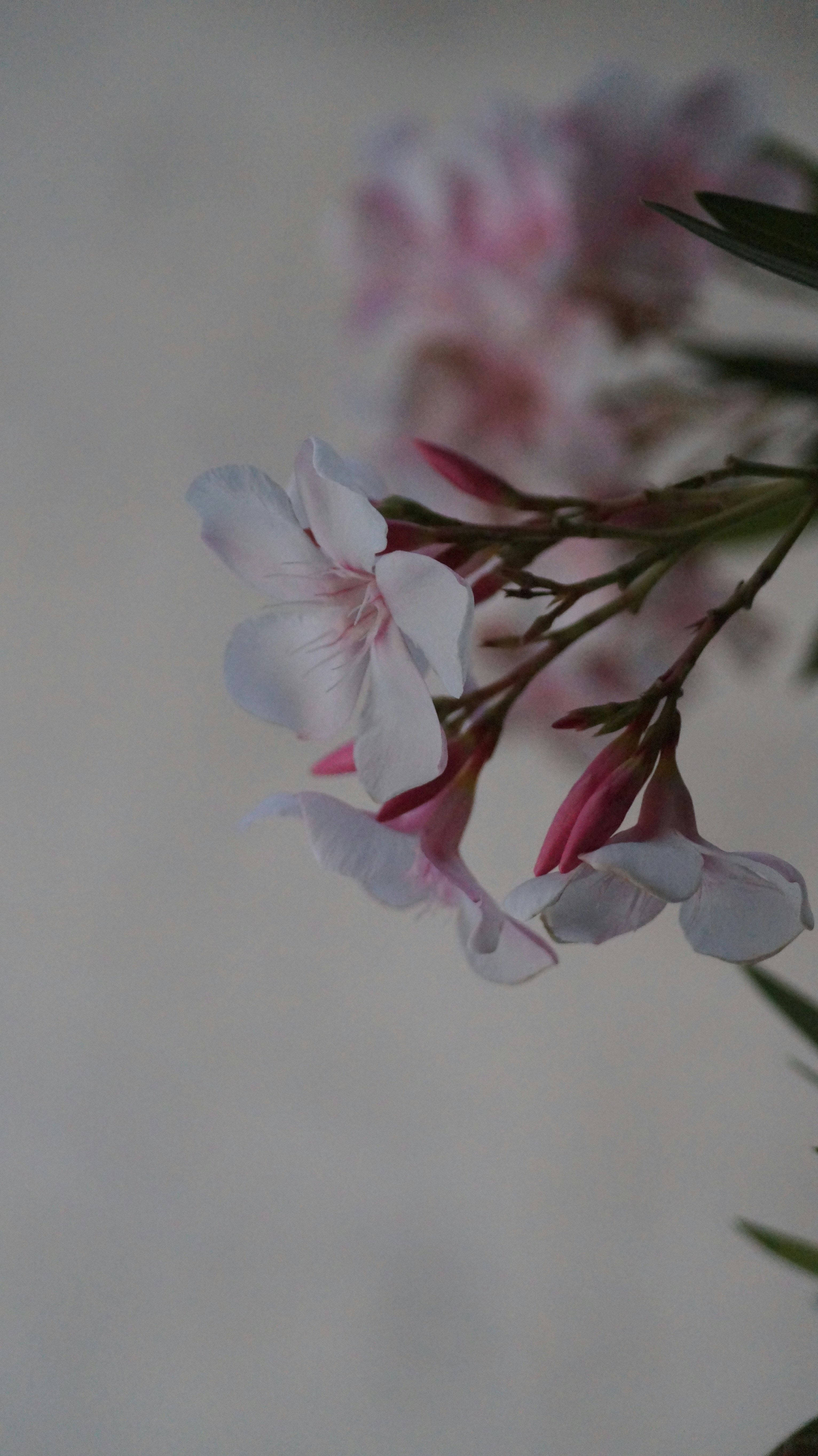 a close up of some pink flowers on a branch