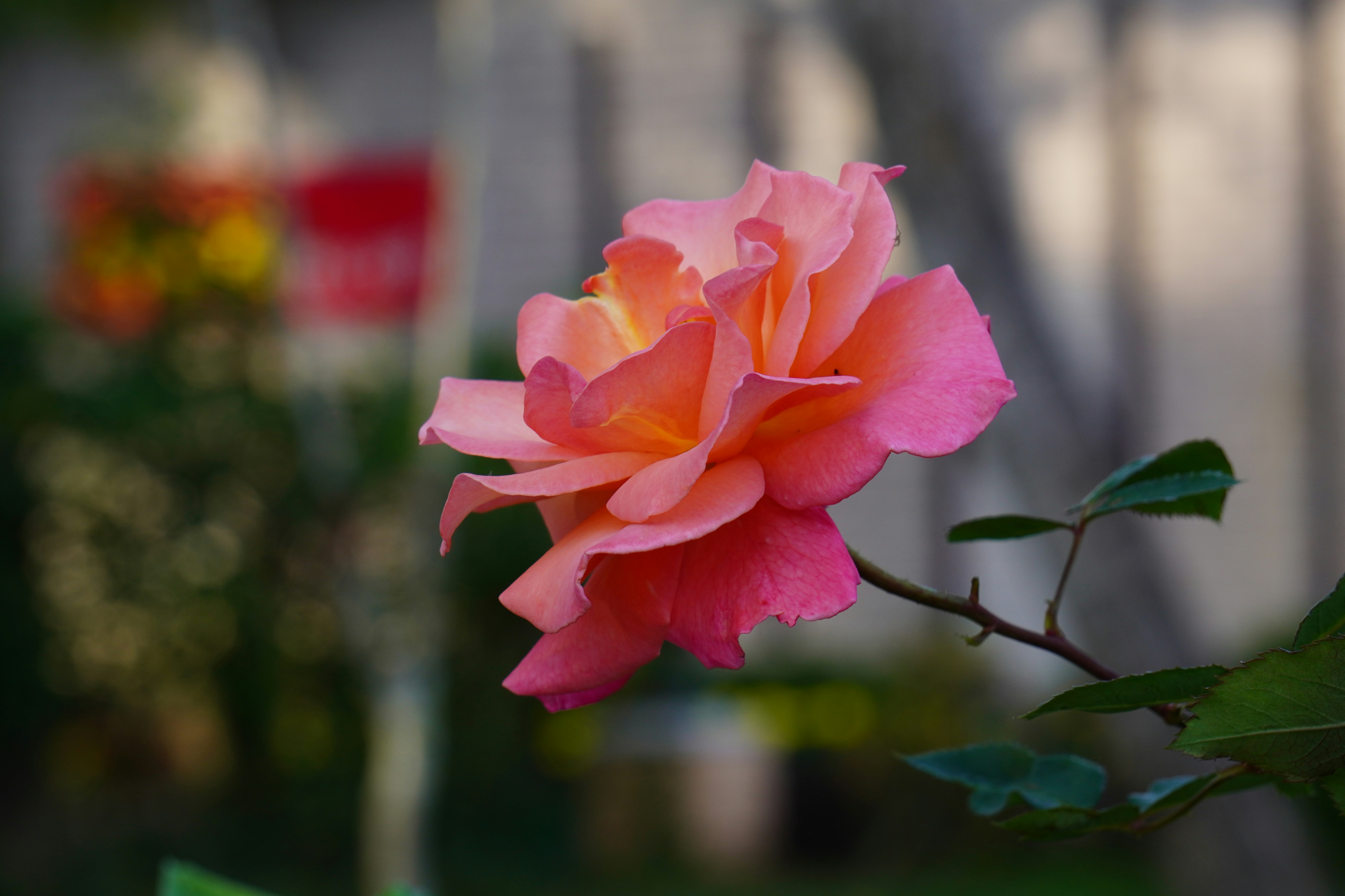 Pink Rose in Soft Focus: A Quiet Garden Moment