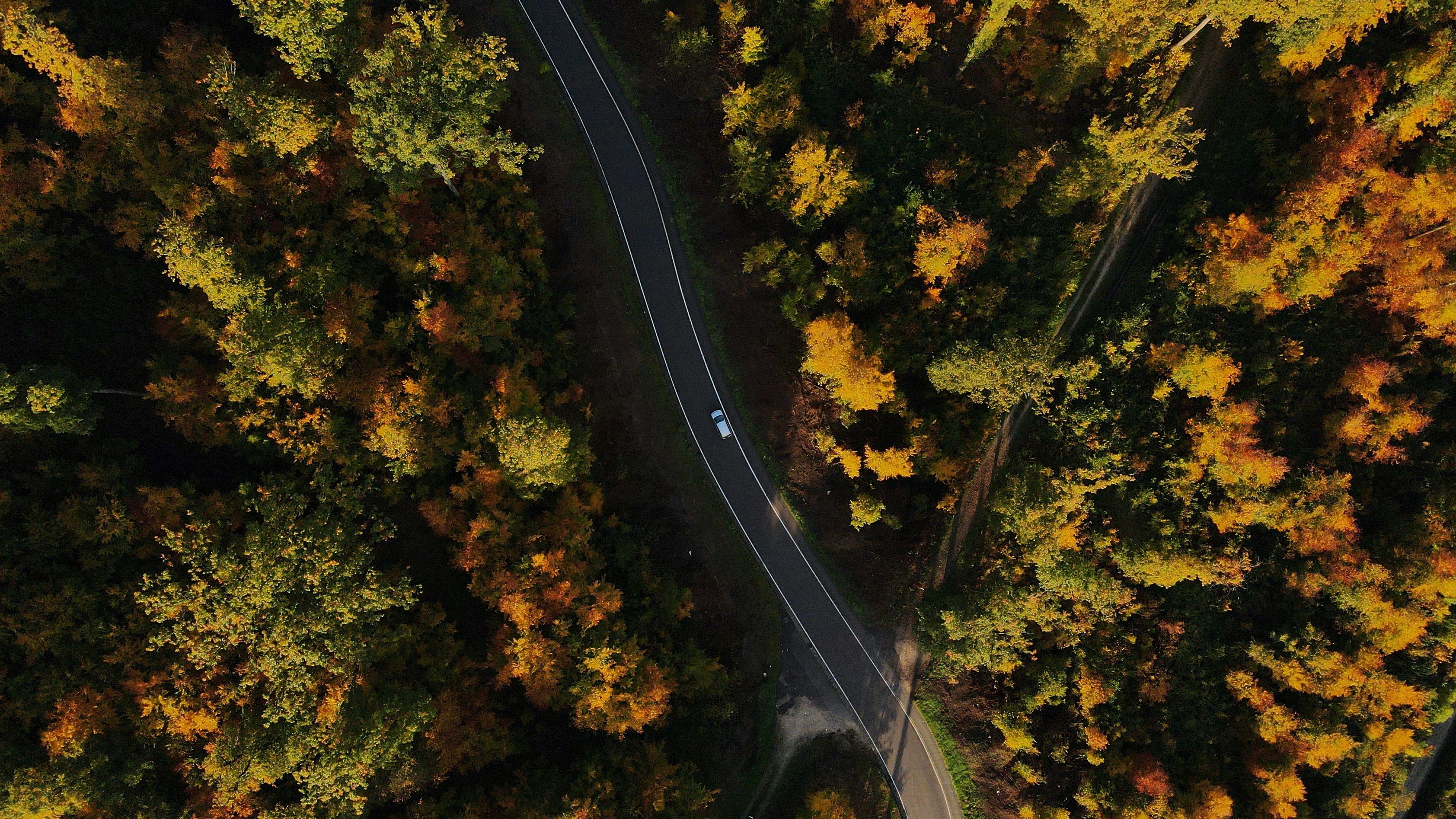 Aerial view of a car navigating a winding road through a dense forest with vibrant autumn foliage.