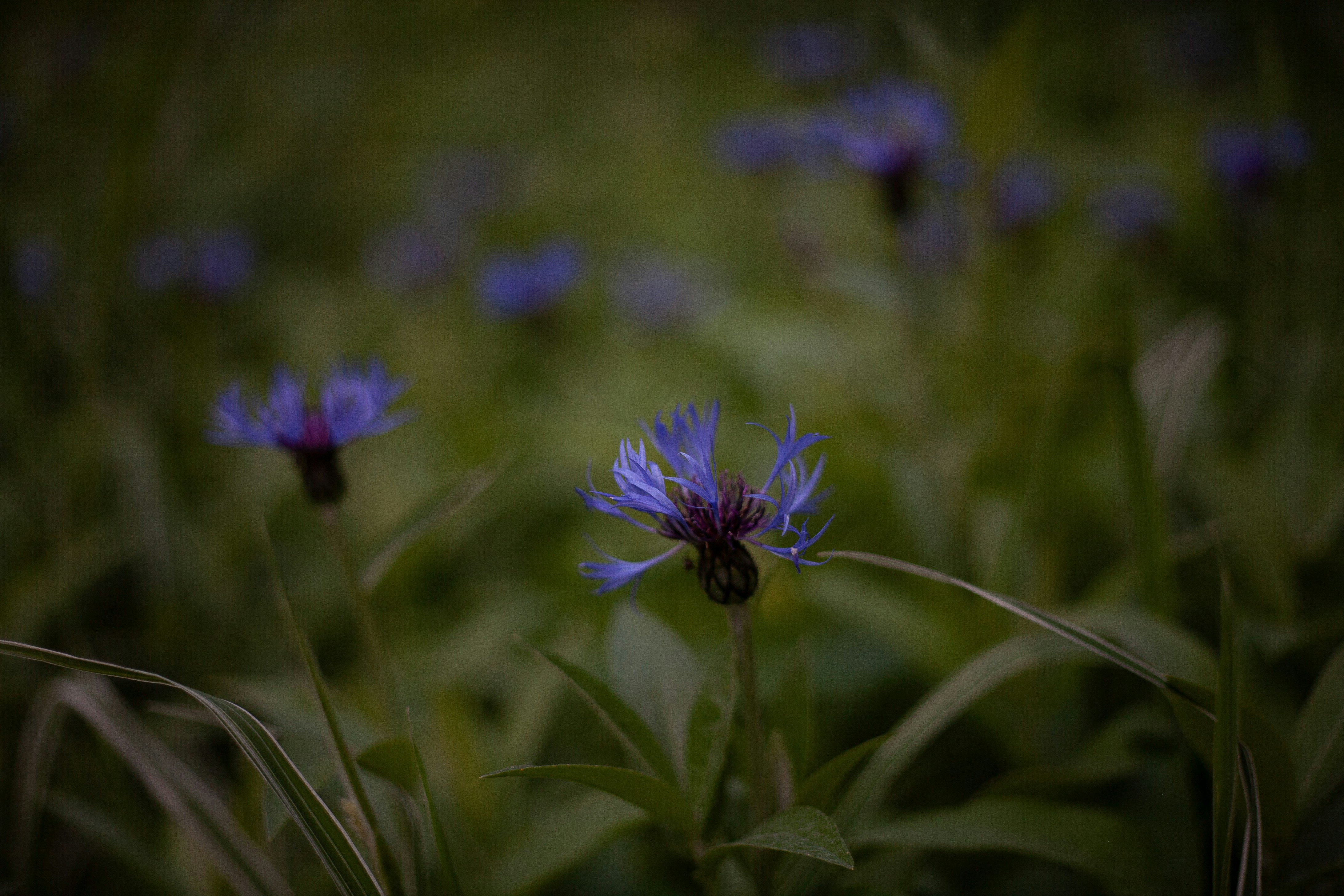 Vibrant blue flowers emerge from a lush green backdrop, creating a serene and tranquil atmosphere. The delicate petals and soft focus enhance the natural beauty of the scene.