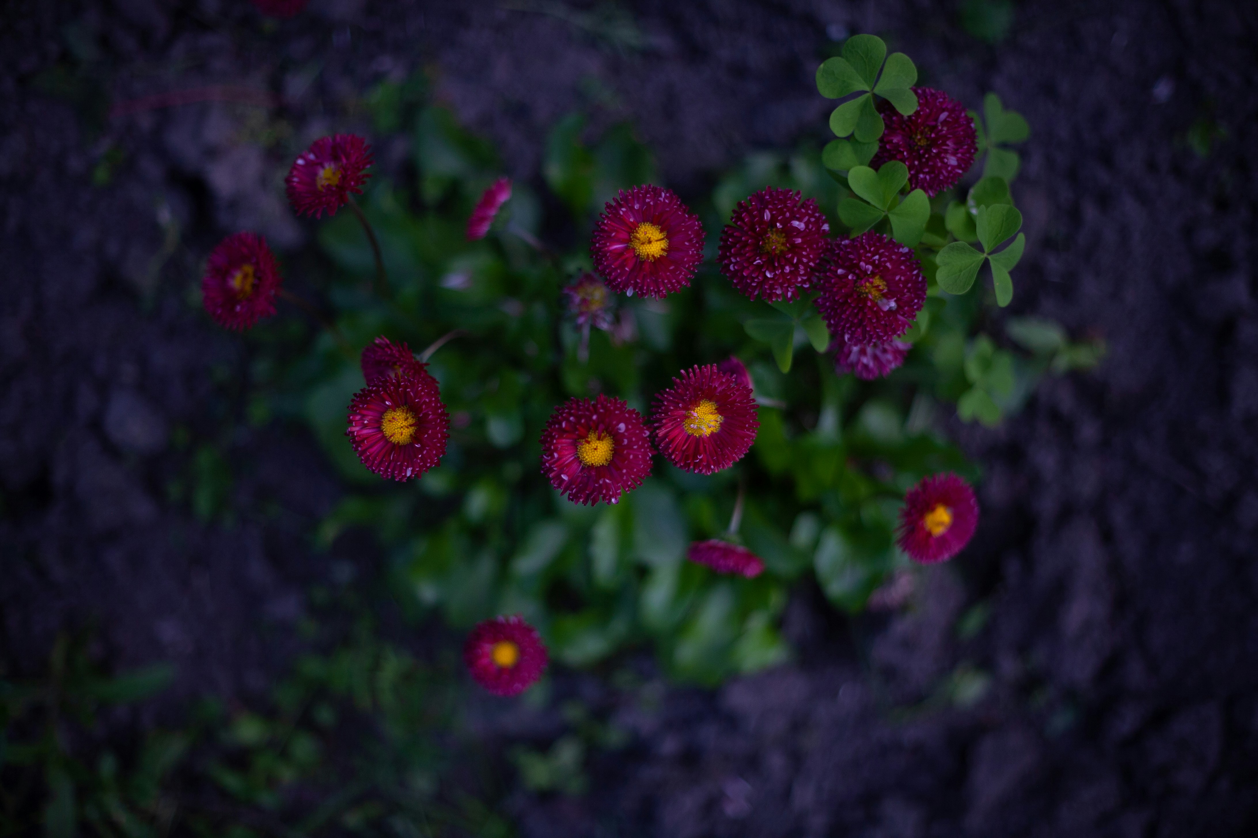 Crimson Spotlight: A Cluster of Zinnia-like Blooms Grows from Shadowed Soil