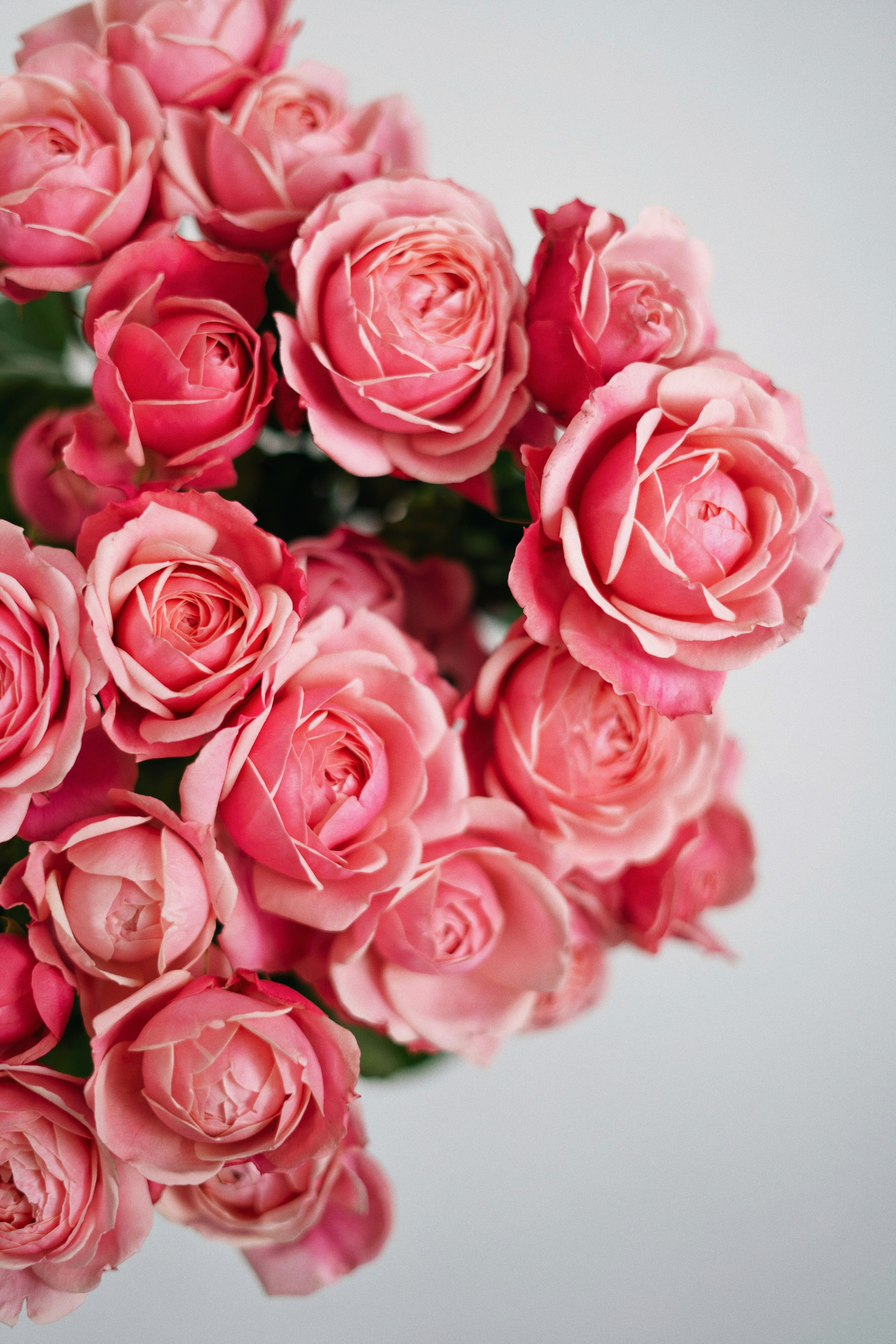 Un bouquet di rose rosa su sfondo bianco foto – Immagine gratis di ...