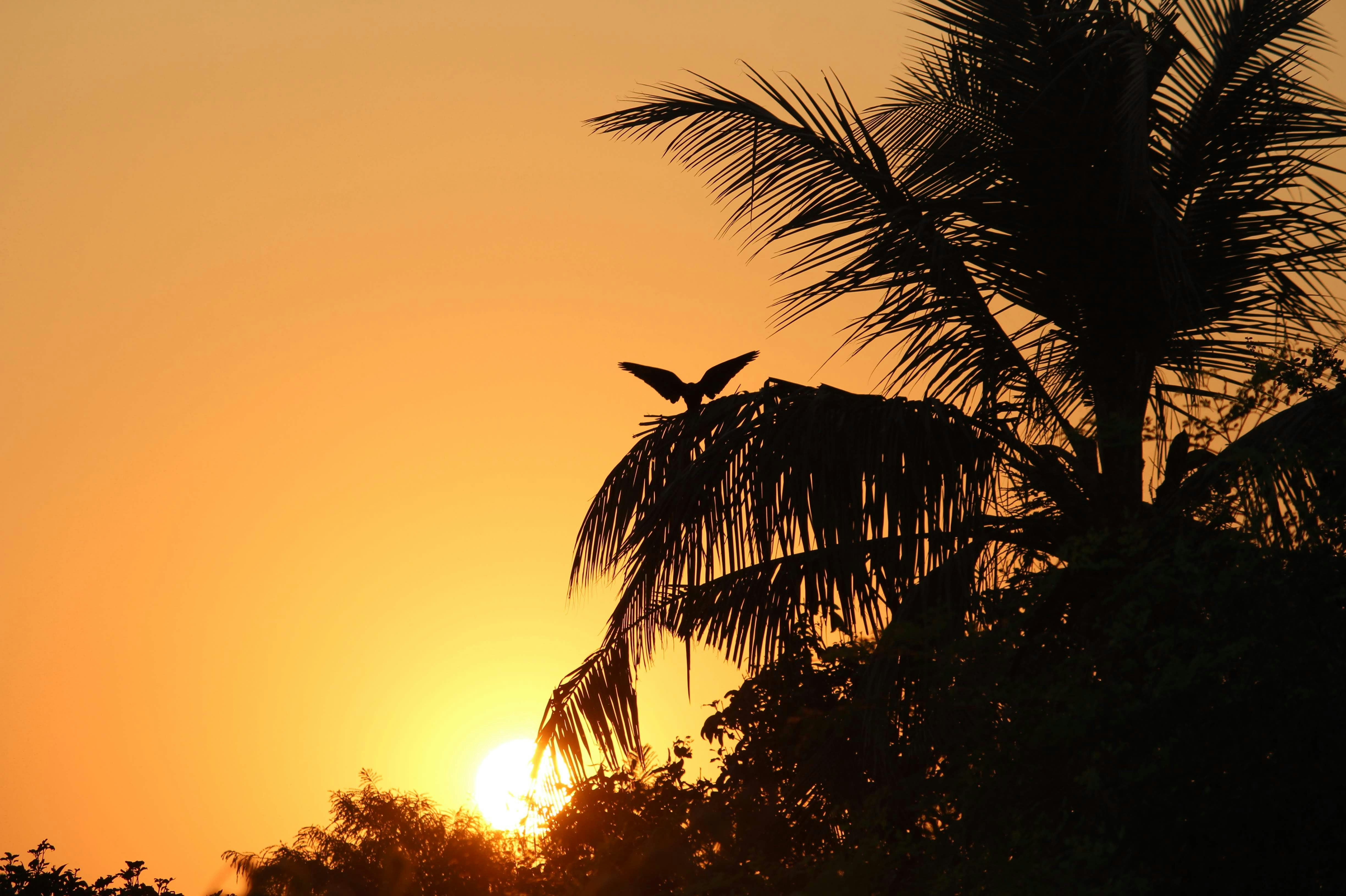A bird takes flight against a vibrant sunset, framed by palm trees silhouetted in the foreground.