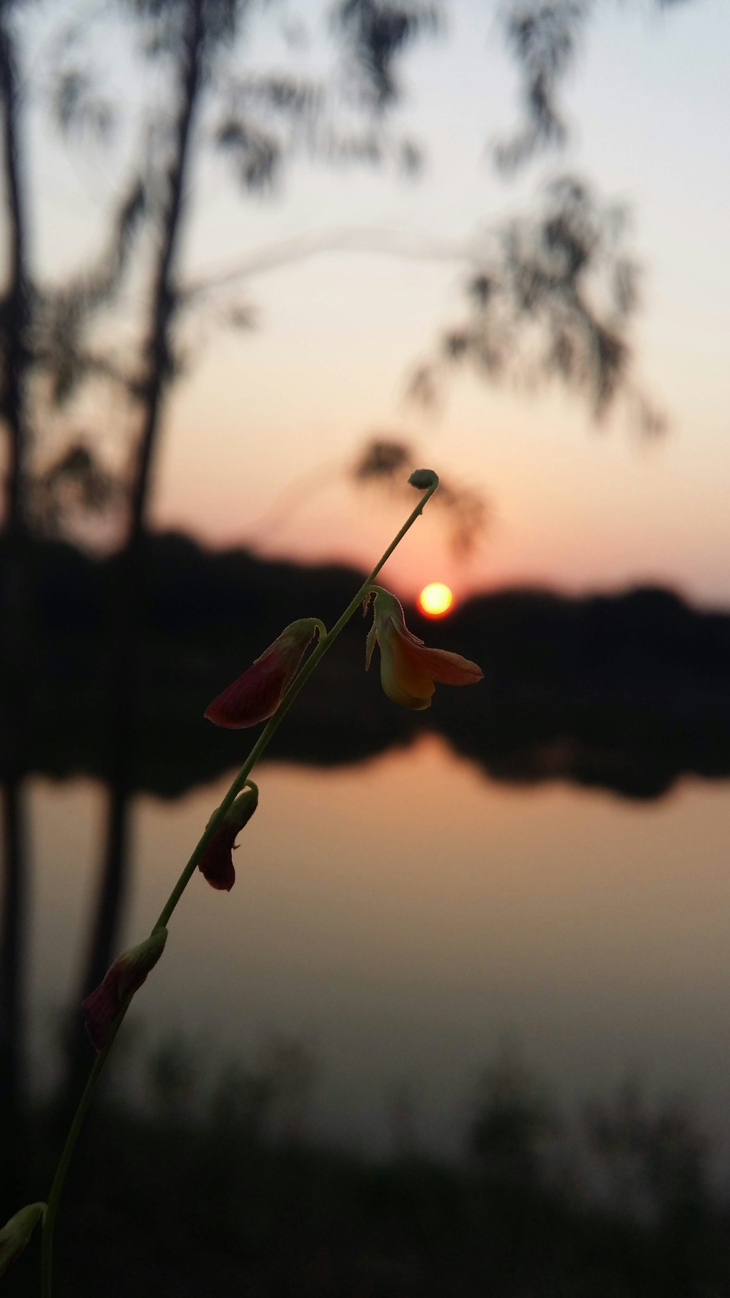 On the Edge of Light: A Bud Reaches Toward Sunset