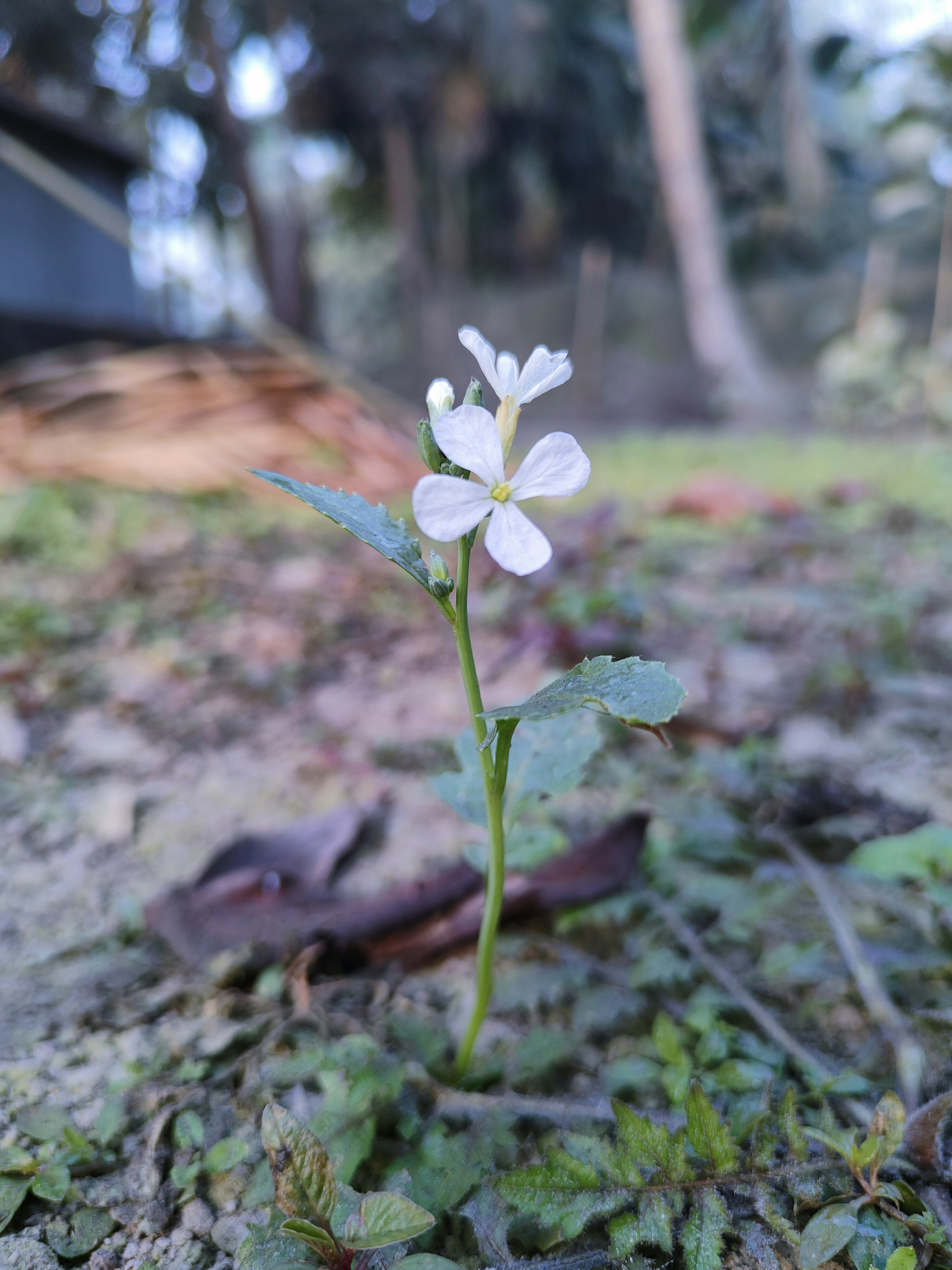 Delicate White Bloom Rising from a Mossy Bed with a Soft Garden Backdrop