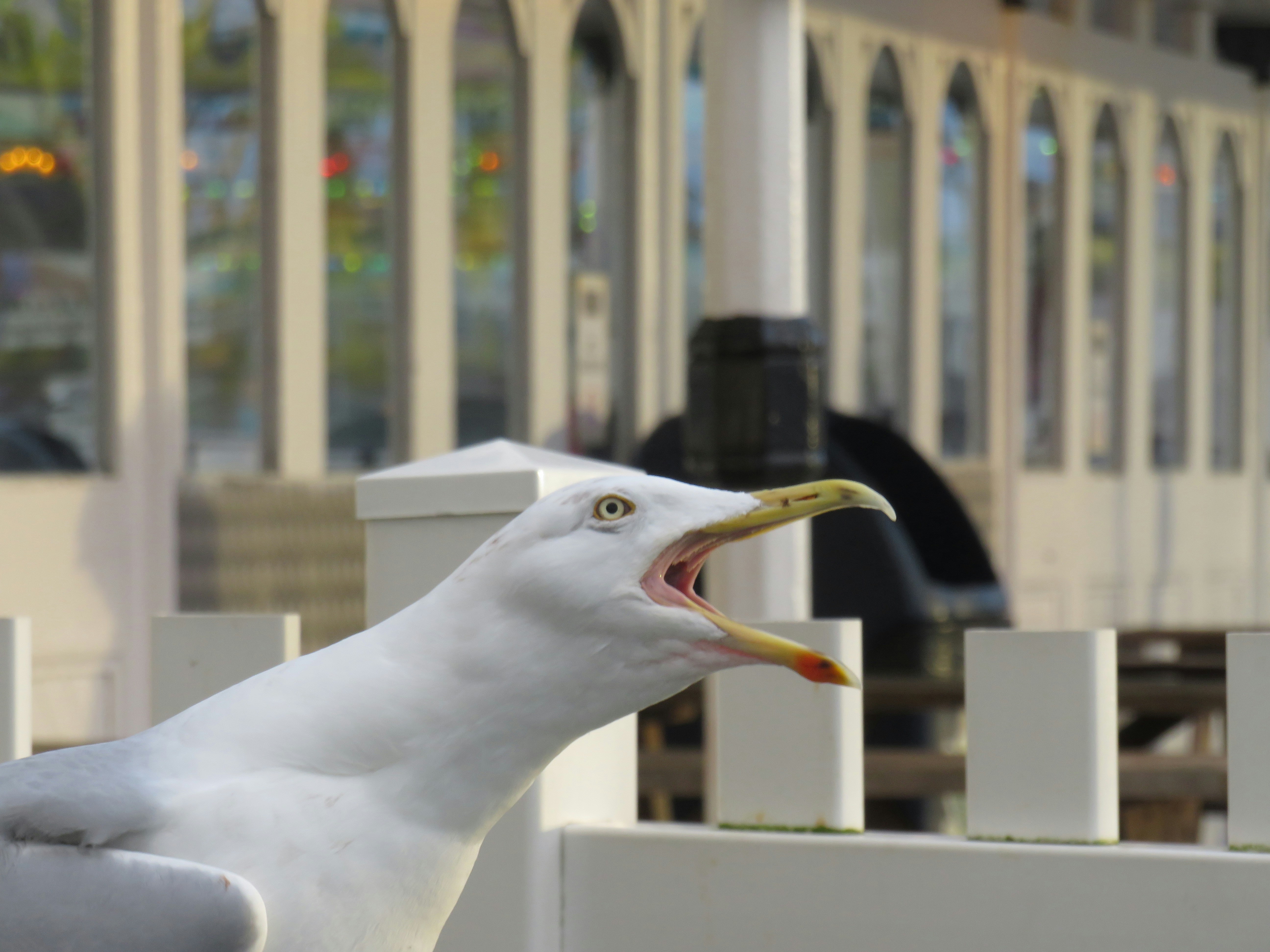 Open-Beak Gull at a Pillared Pier