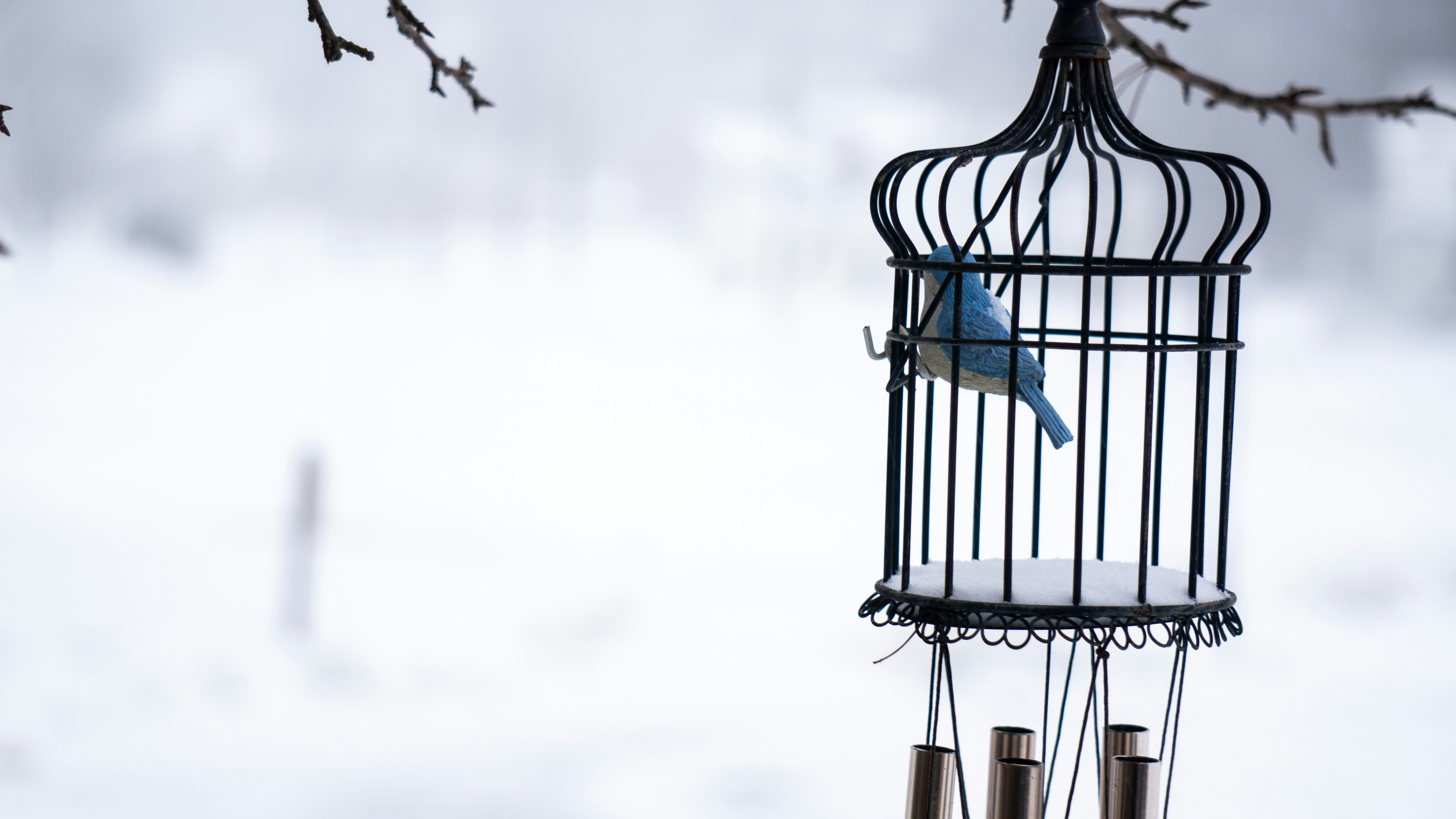 Cobalt Bird in a Frost-Kissed Cage