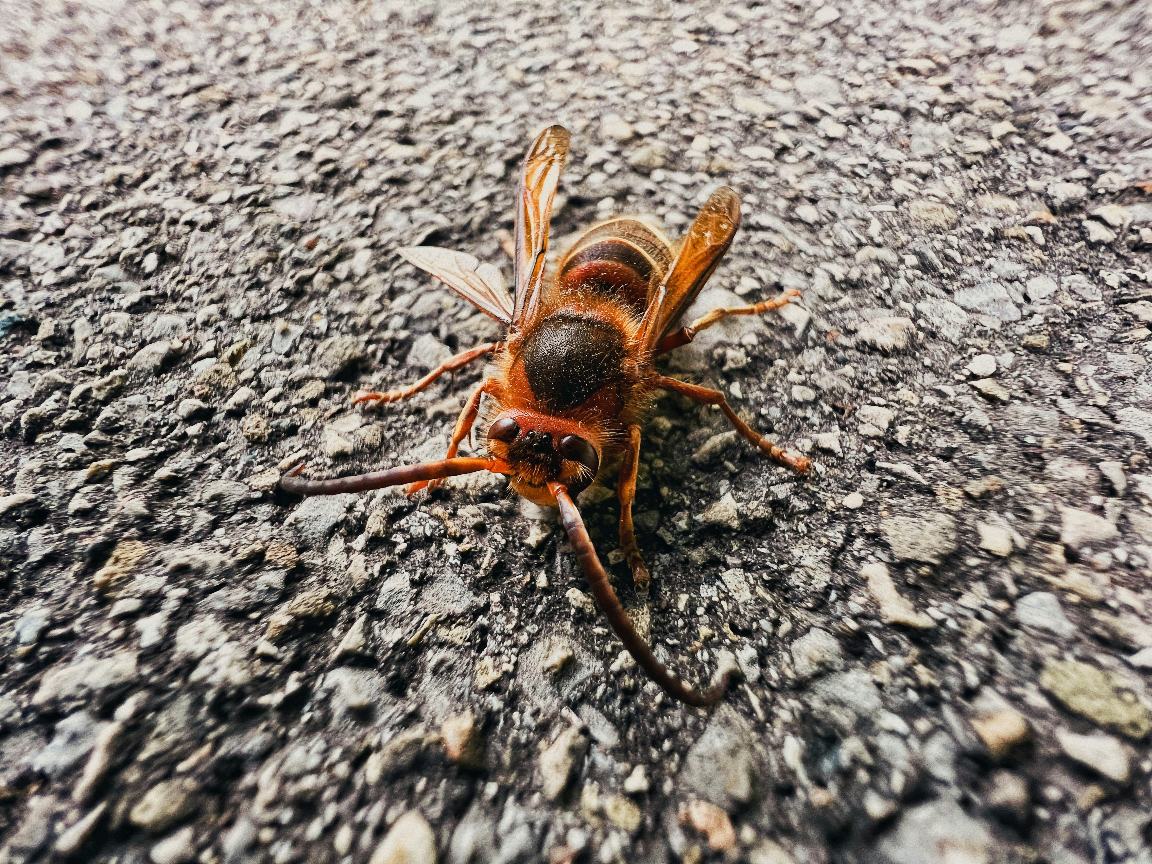 A close up of a bug on the ground photo – Free Andrena Image on Unsplash