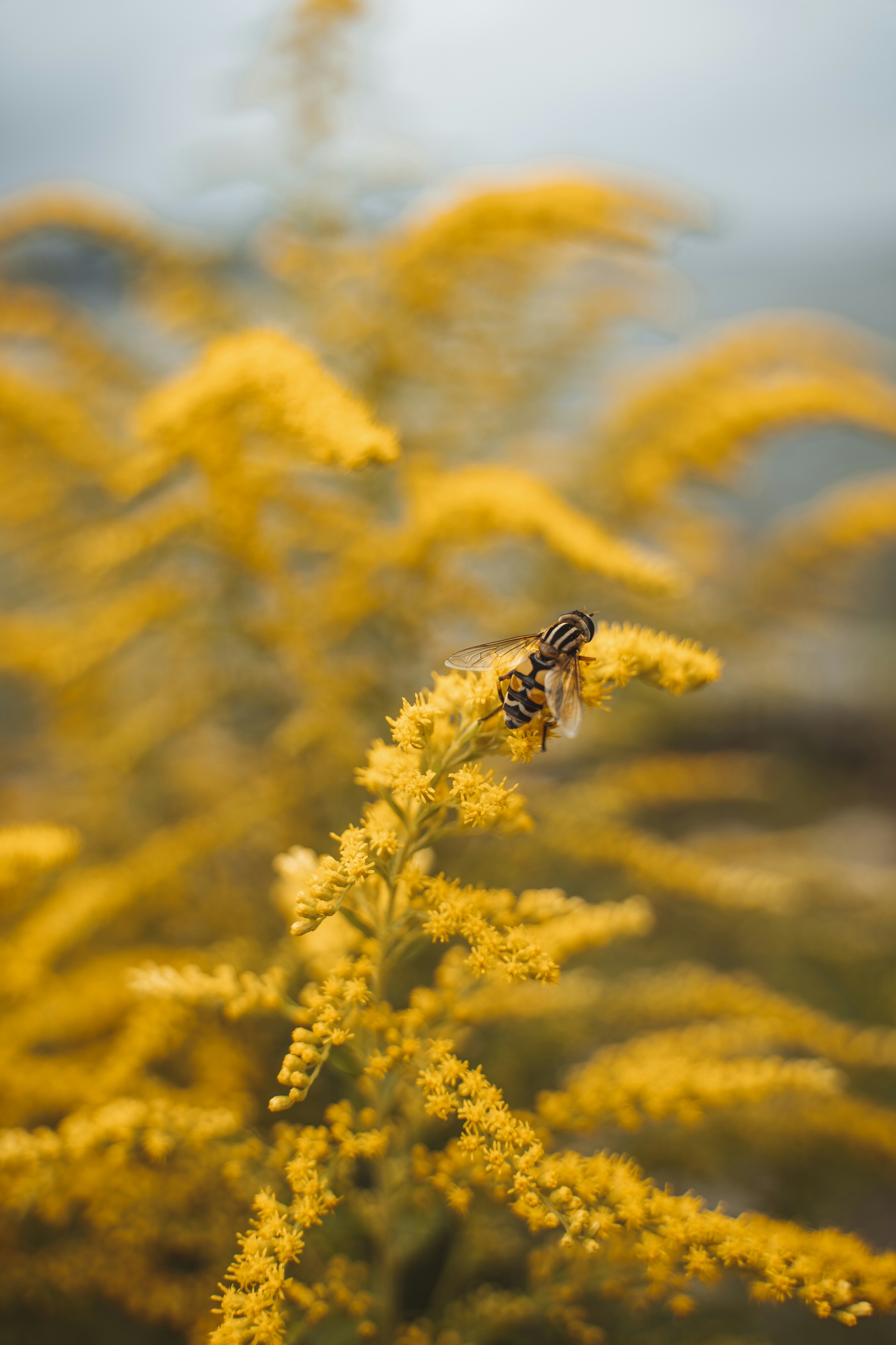 A bee delicately perched on a goldenrod flower, surrounded by a soft blur of yellow foliage. The scene captures the essence of pollination in a vibrant natural setting.