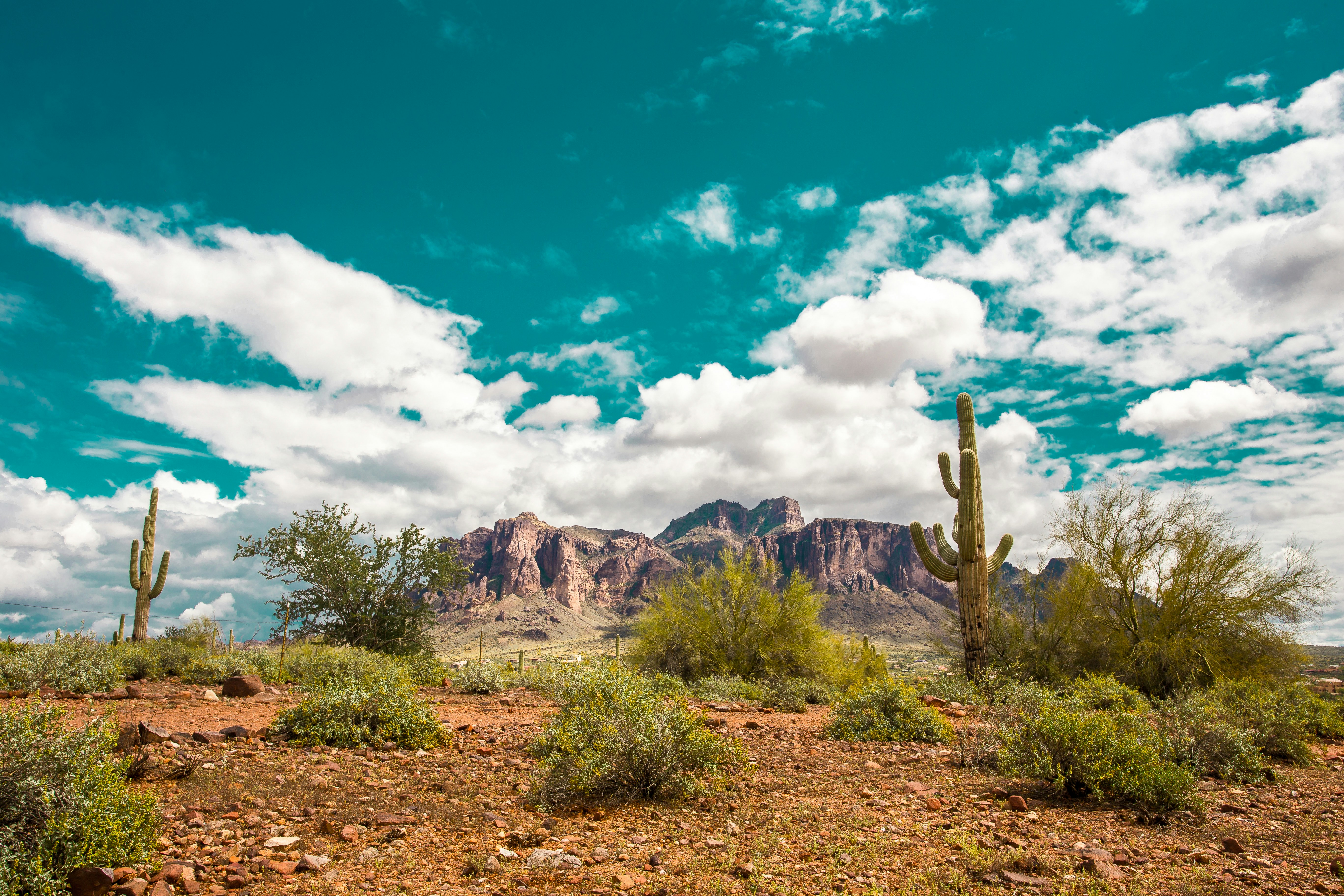 Un paysage désertique avec des cactus et des montagnes en arrière-plan ...