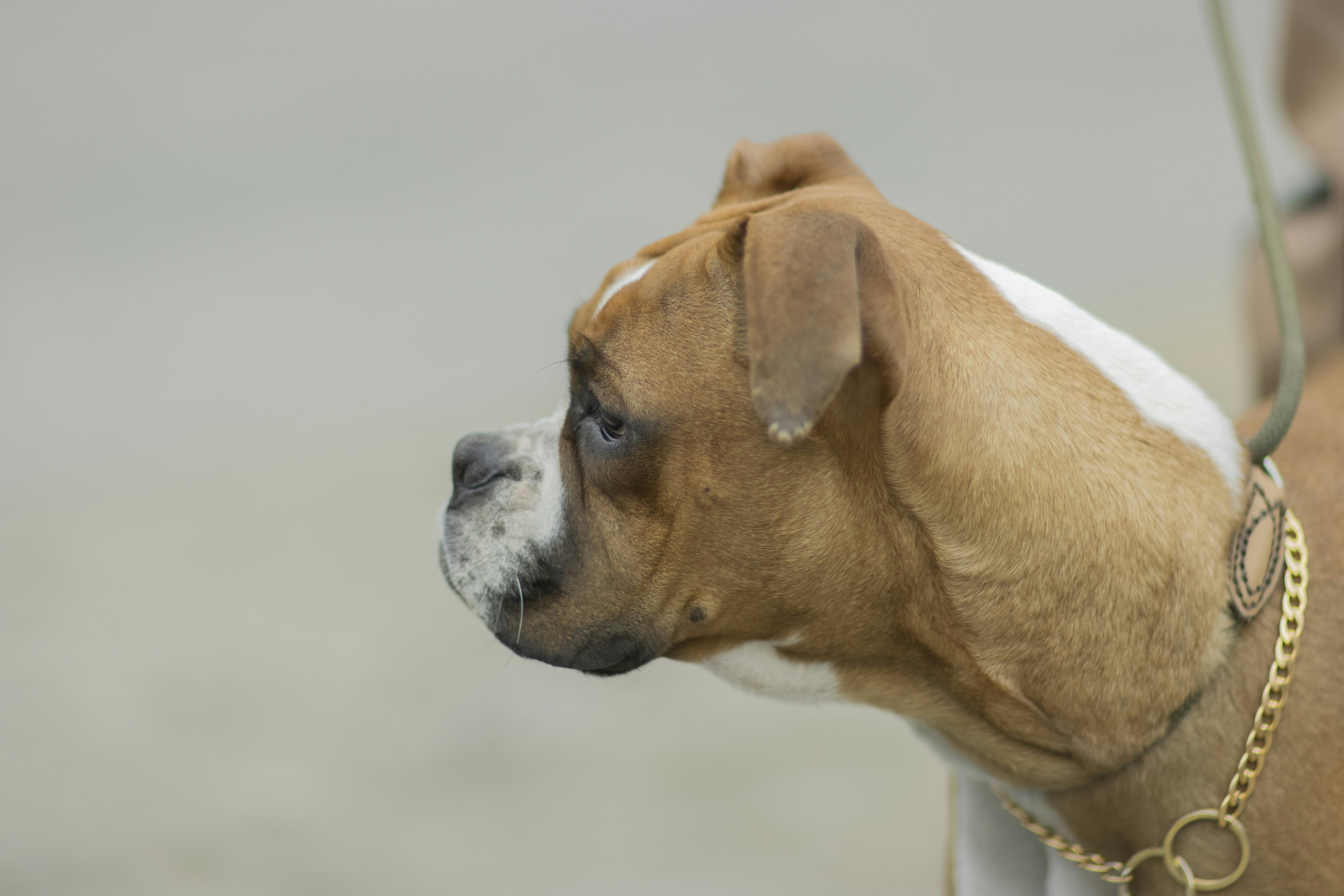 Quiet Gaze: Brown-and-White Hound in Soft Street Portrait