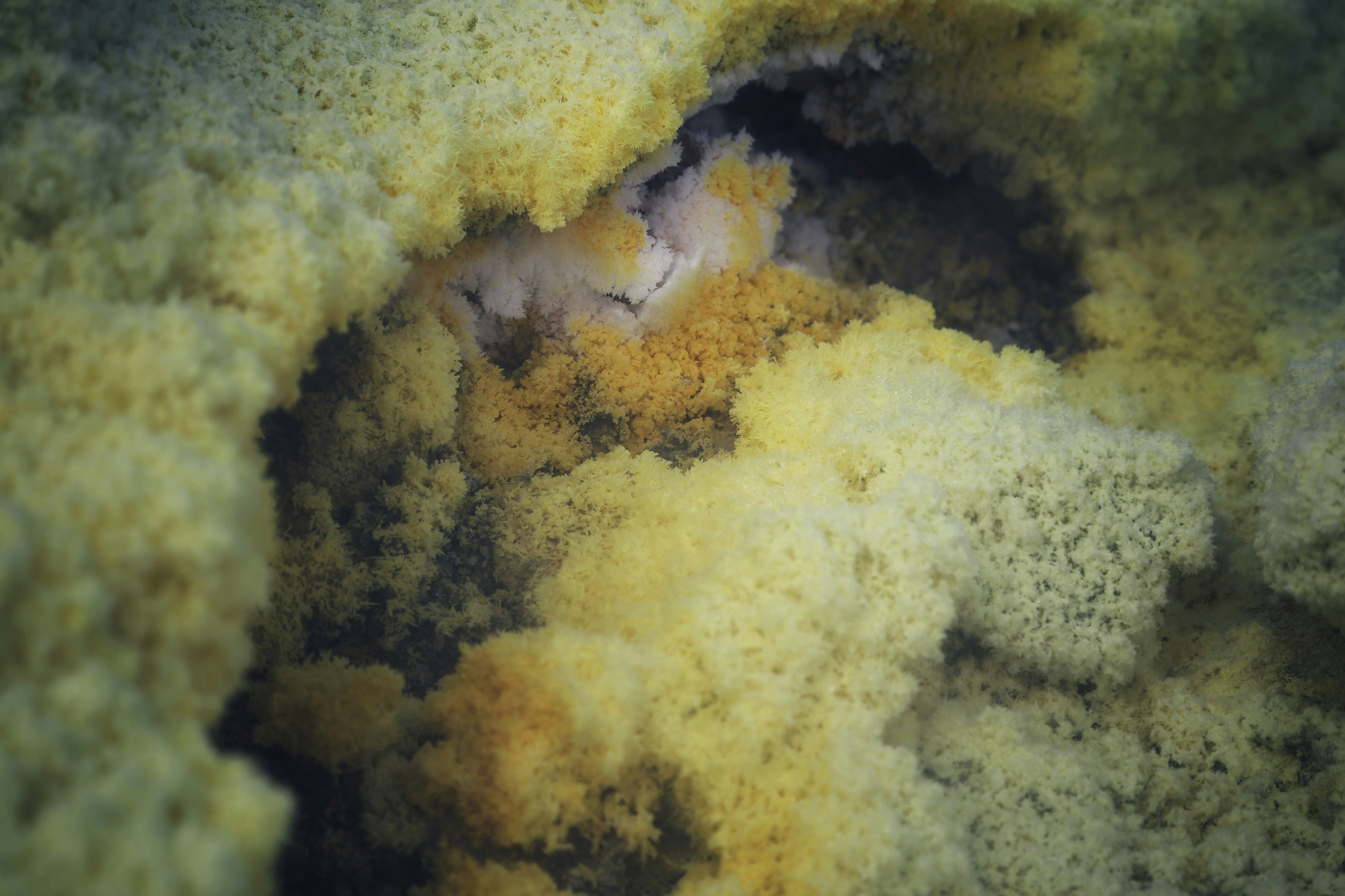 Rainbow Reef: A Close-Up of Submerged Textures and Colors