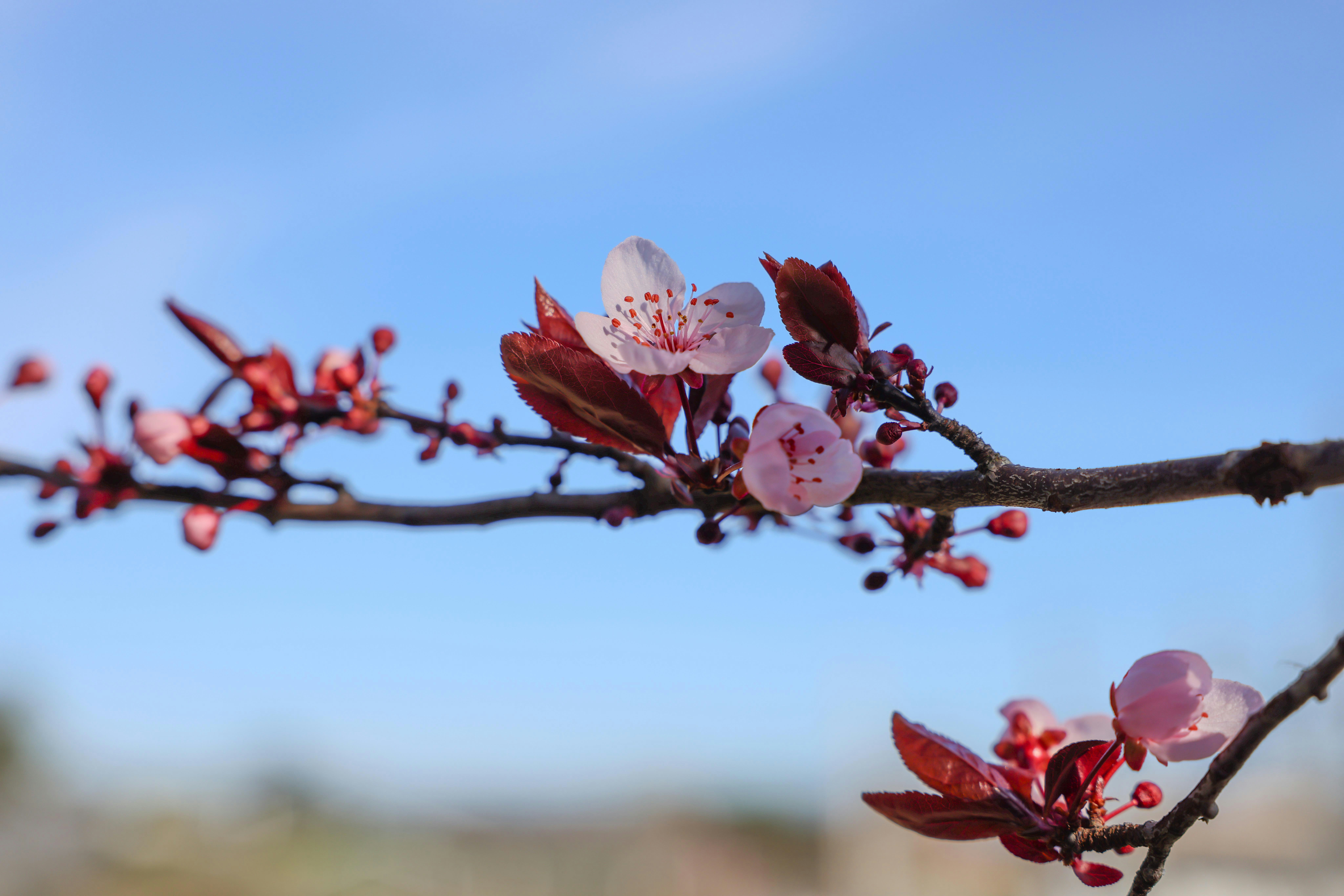 Foto Un primer plano de una rama con flores en ella – Imagen Planta ...