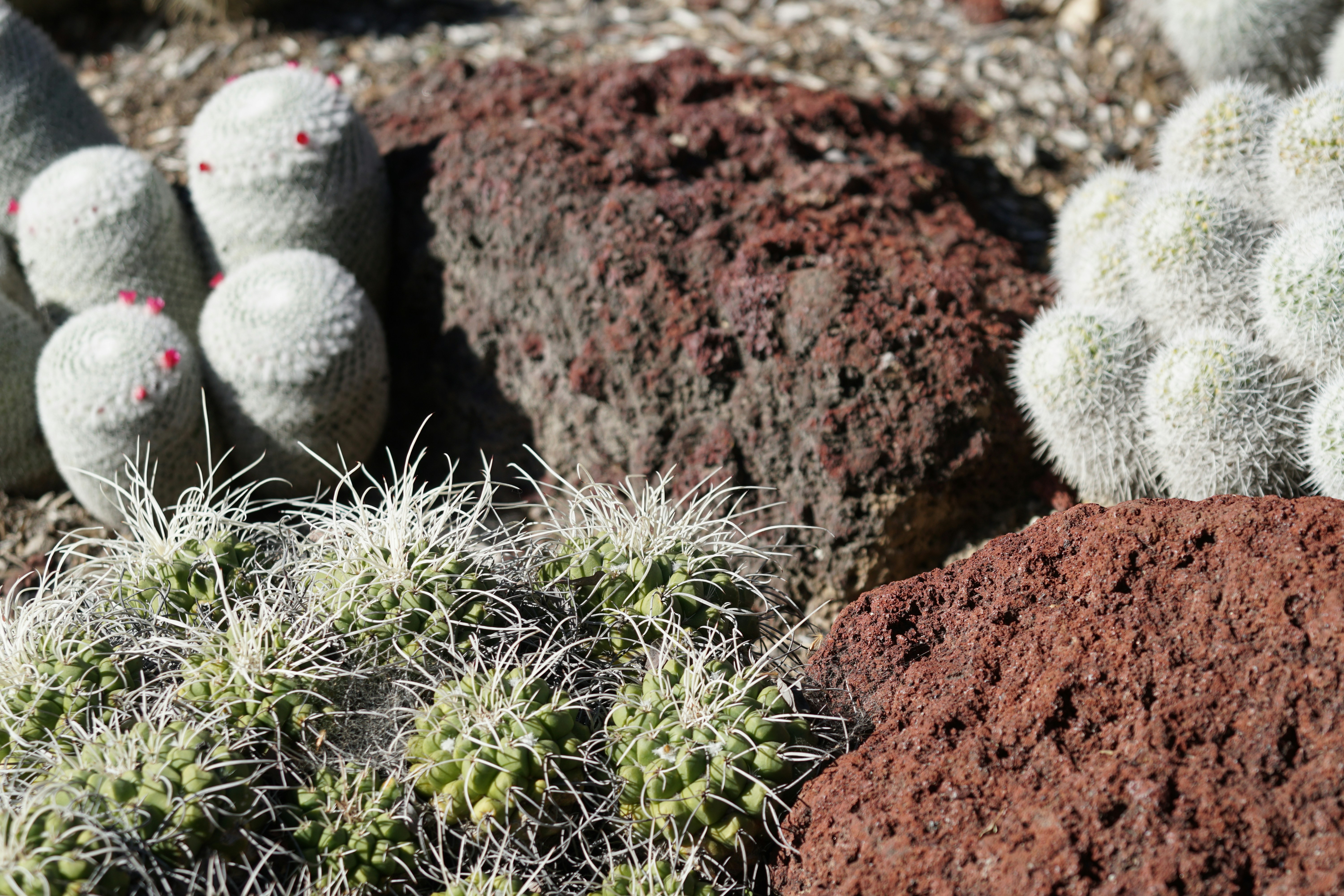 A vibrant arrangement of cacti and volcanic rocks showcases the unique interplay of textures in a desert landscape.