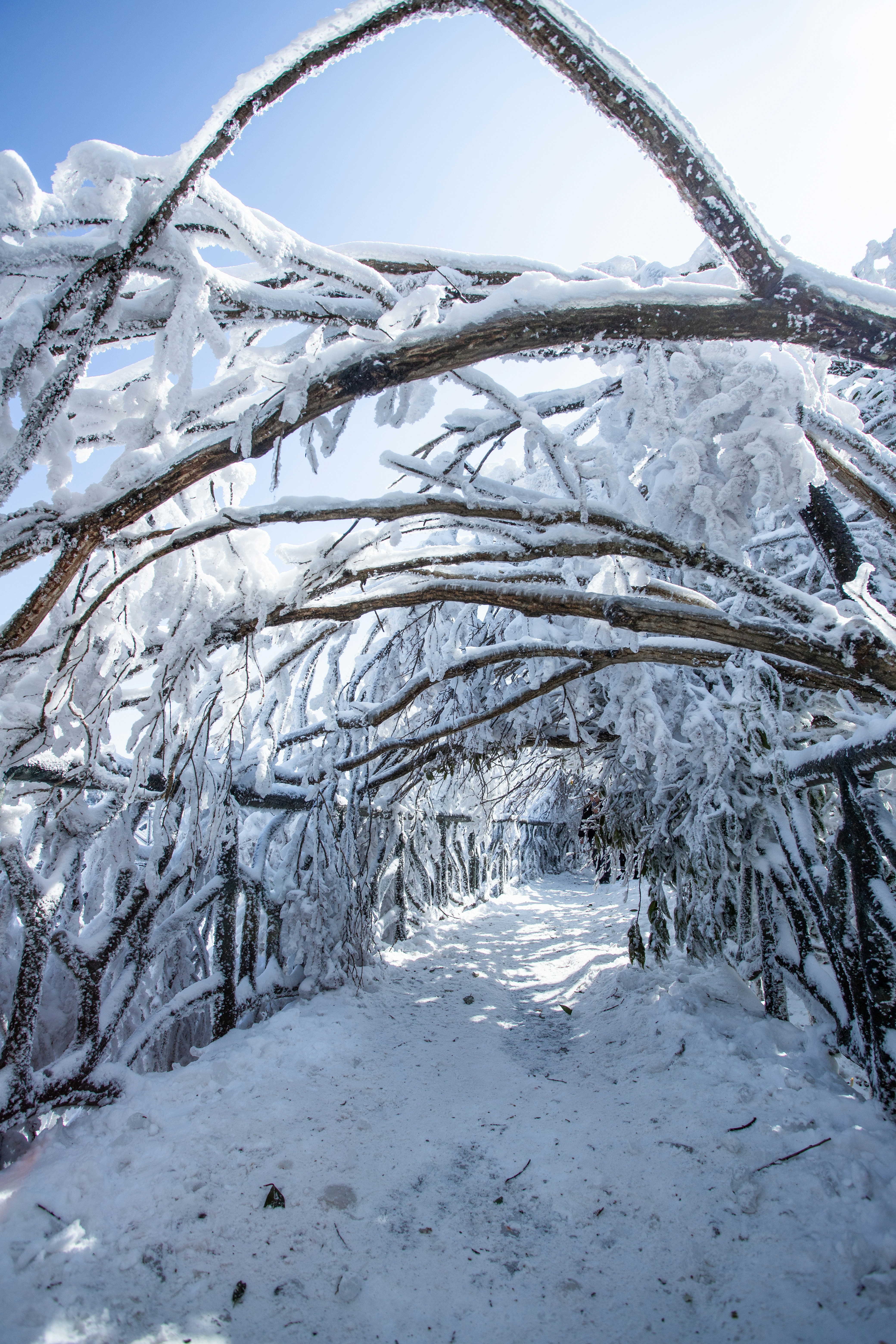 A snow covered path with a bunch of trees photo – Free Winter Image on ...