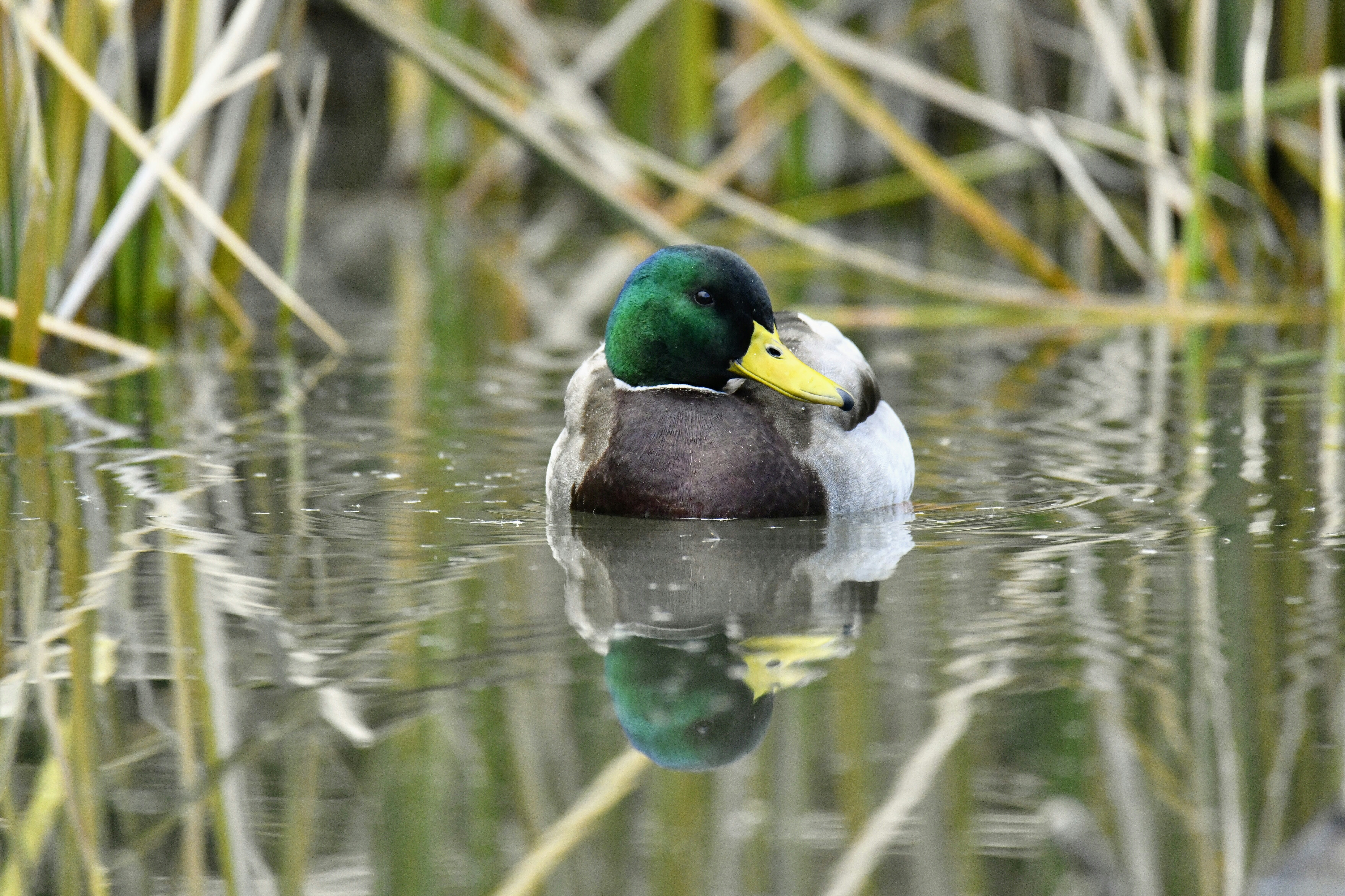 Mallard duck floating calmly on still water, surrounded by tall grasses. The reflection in the water adds depth to the tranquil scene.