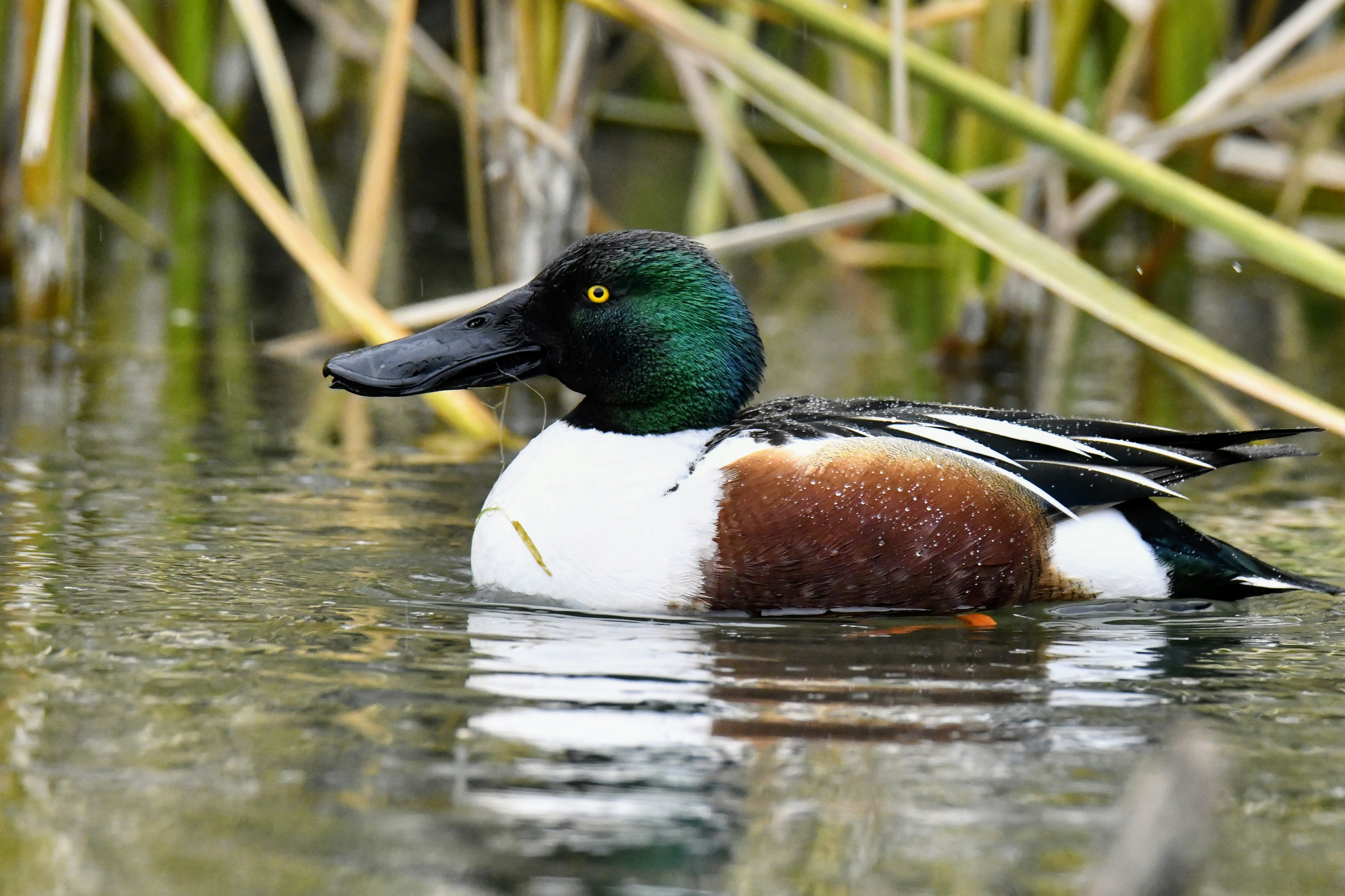 Northern Shoveler swimming gracefully in a tranquil wetland, surrounded by tall reeds. The vibrant plumage contrasts beautifully with the reflective water surface.