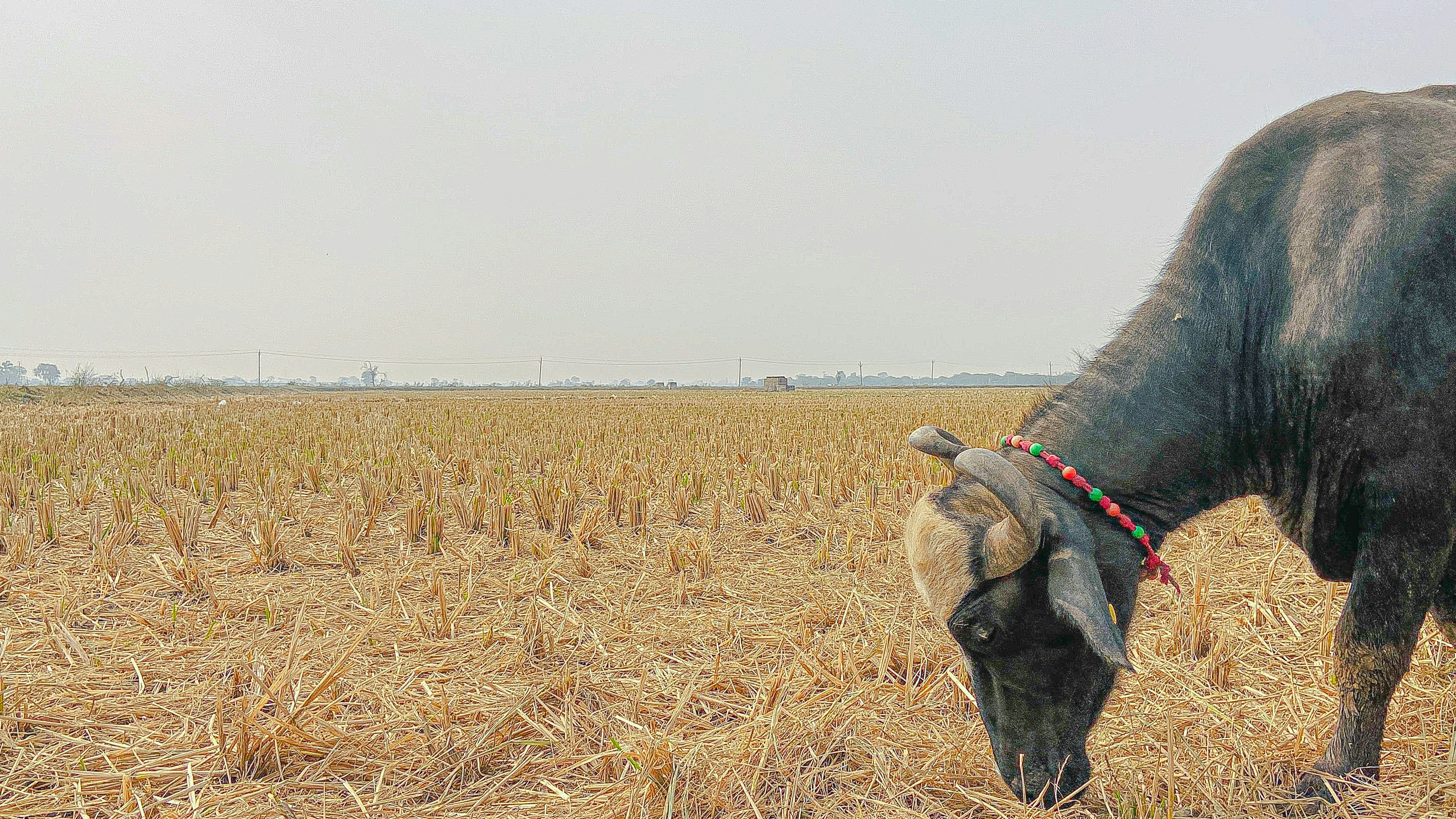 Nose-to-ground in a Golden Field