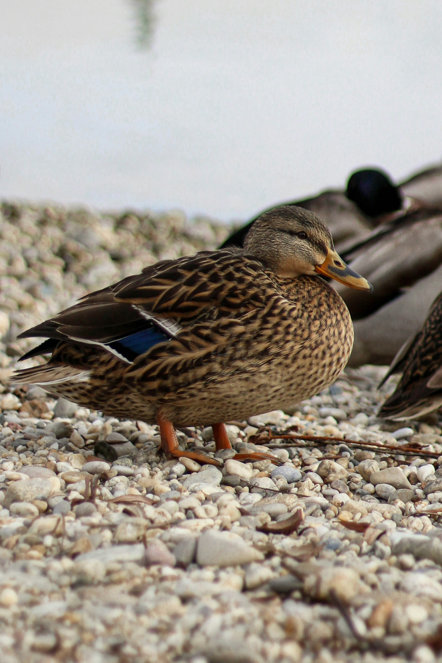 A mallard duck resting on a pebbly shore near calm waters, showcasing its intricate feather patterns and vibrant colors.