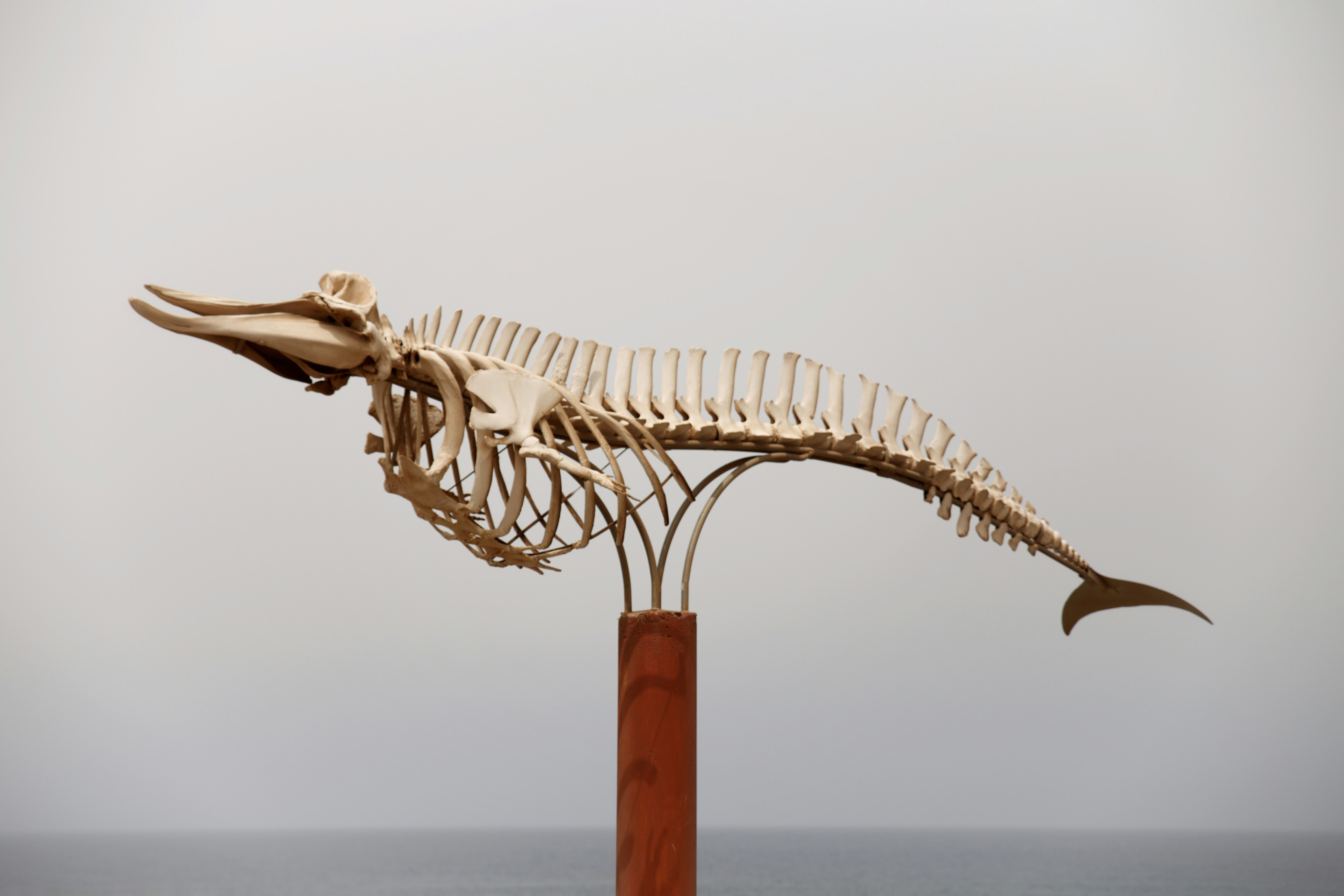 Skeletal Seabird: A Modern Whale Skeleton Mounted above the Horizon