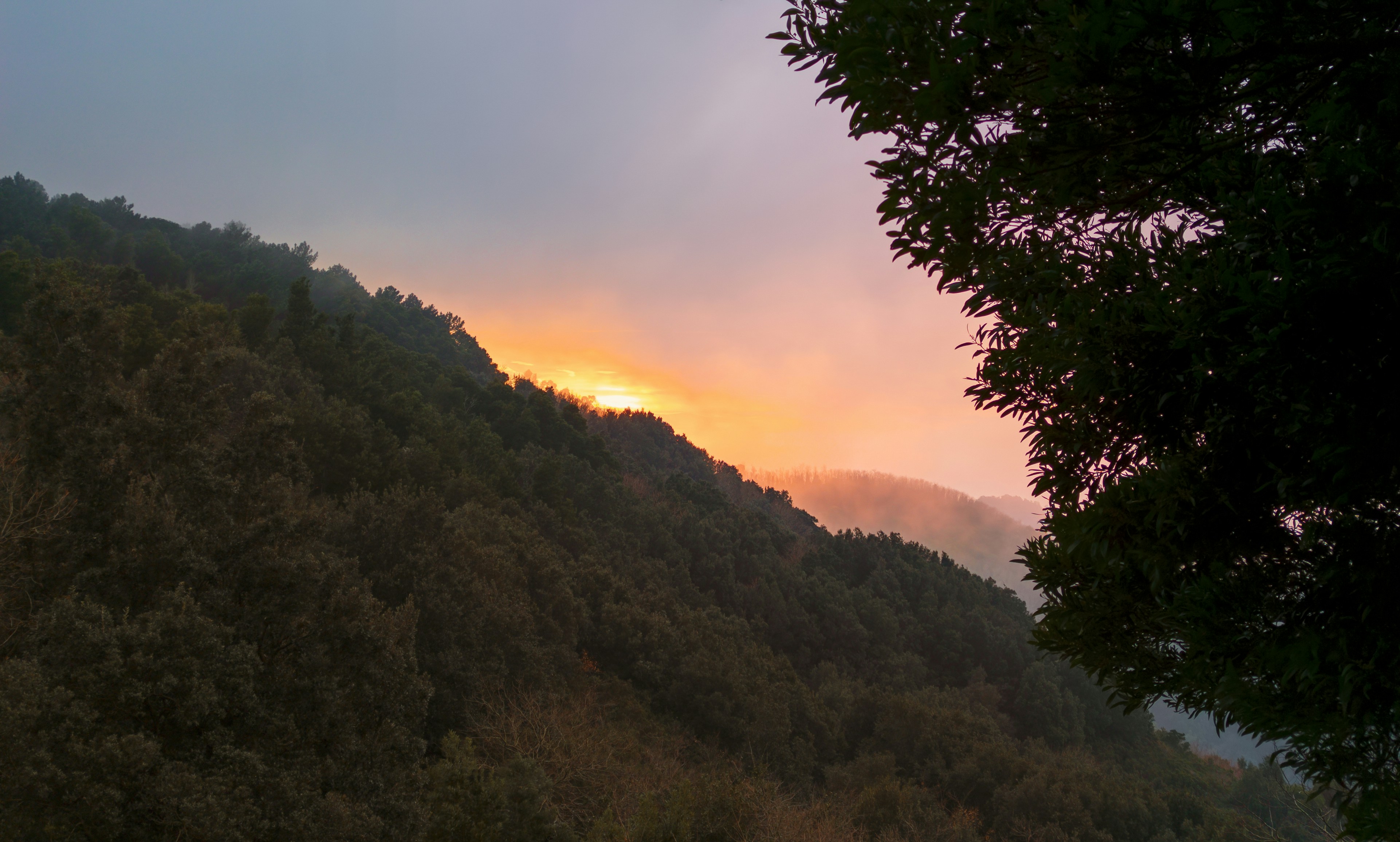 Twilight landscape photograph capturing forested hills bathed in a warm sunset glow along the horizon. Silhouetted trees frame the right, adding depth to the scene.