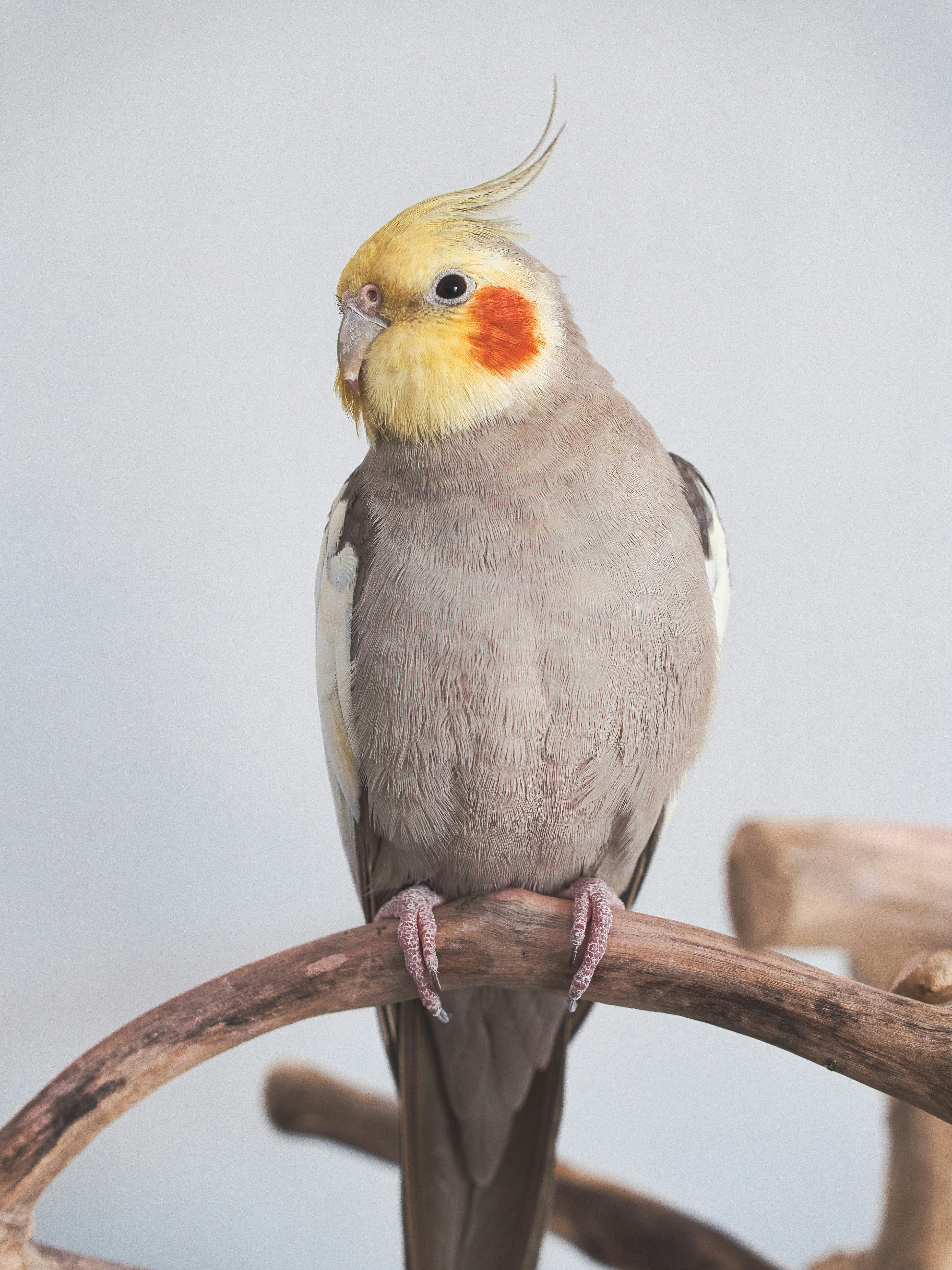 Cockatiel perched gracefully on a branch, showcasing its vibrant plumage and distinctive crest.