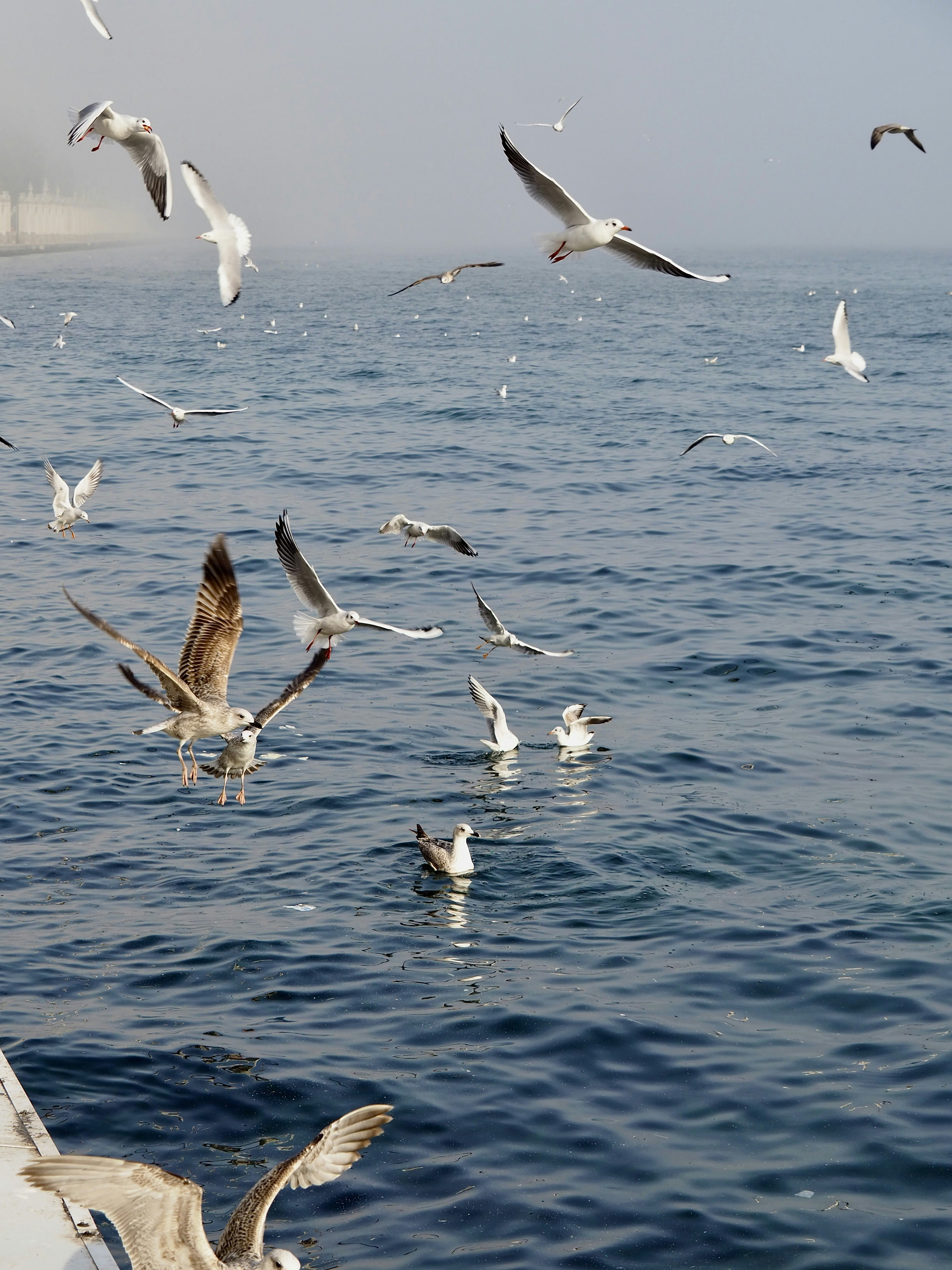 Foto Una bandada de gaviotas volando sobre un cuerpo de agua – Imagen Estanbul gratis en Unsplash