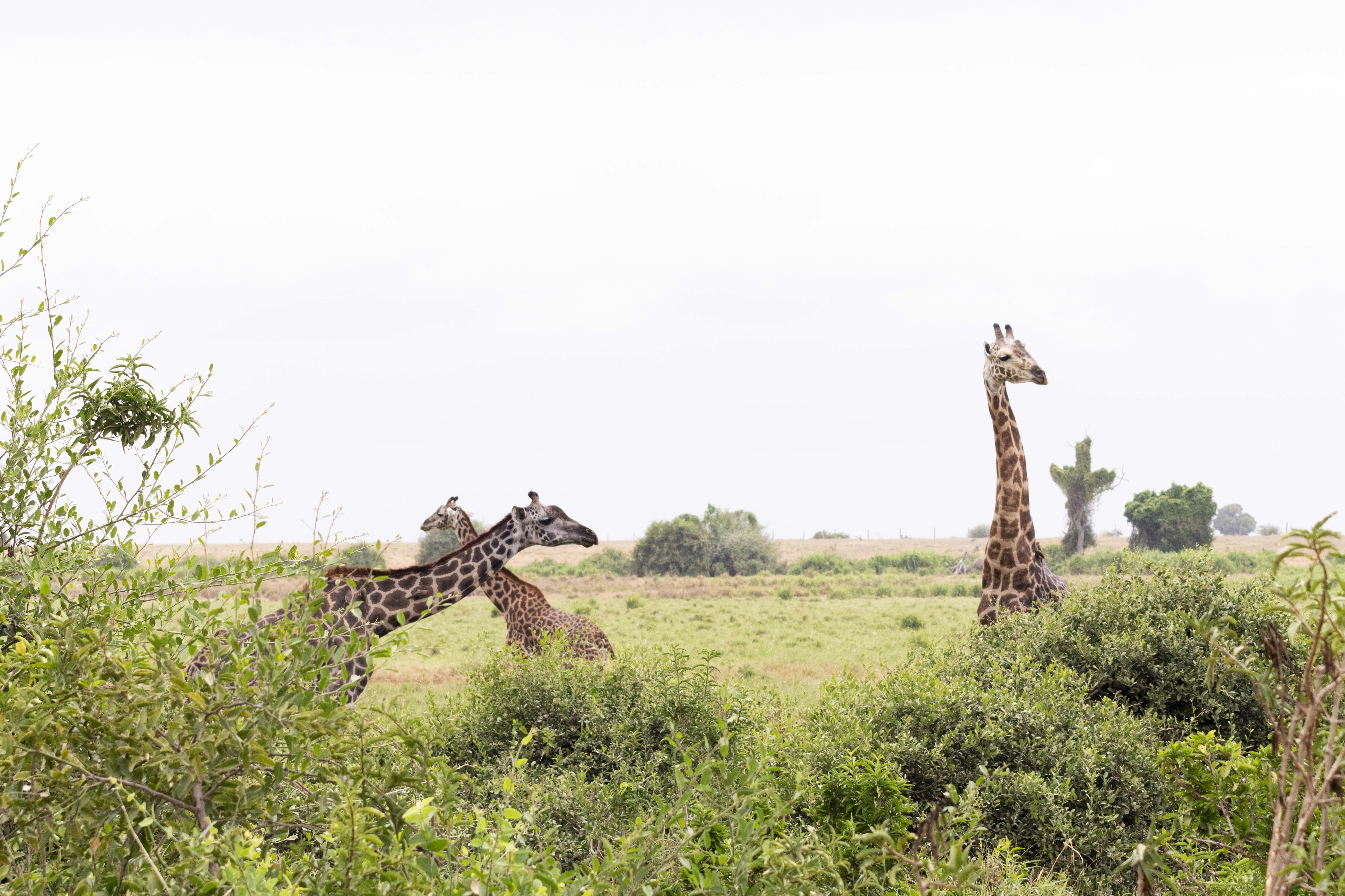 Three giraffes gracefully navigate the lush greenery of the savannah, showcasing their unique silhouettes against a soft, overcast sky.