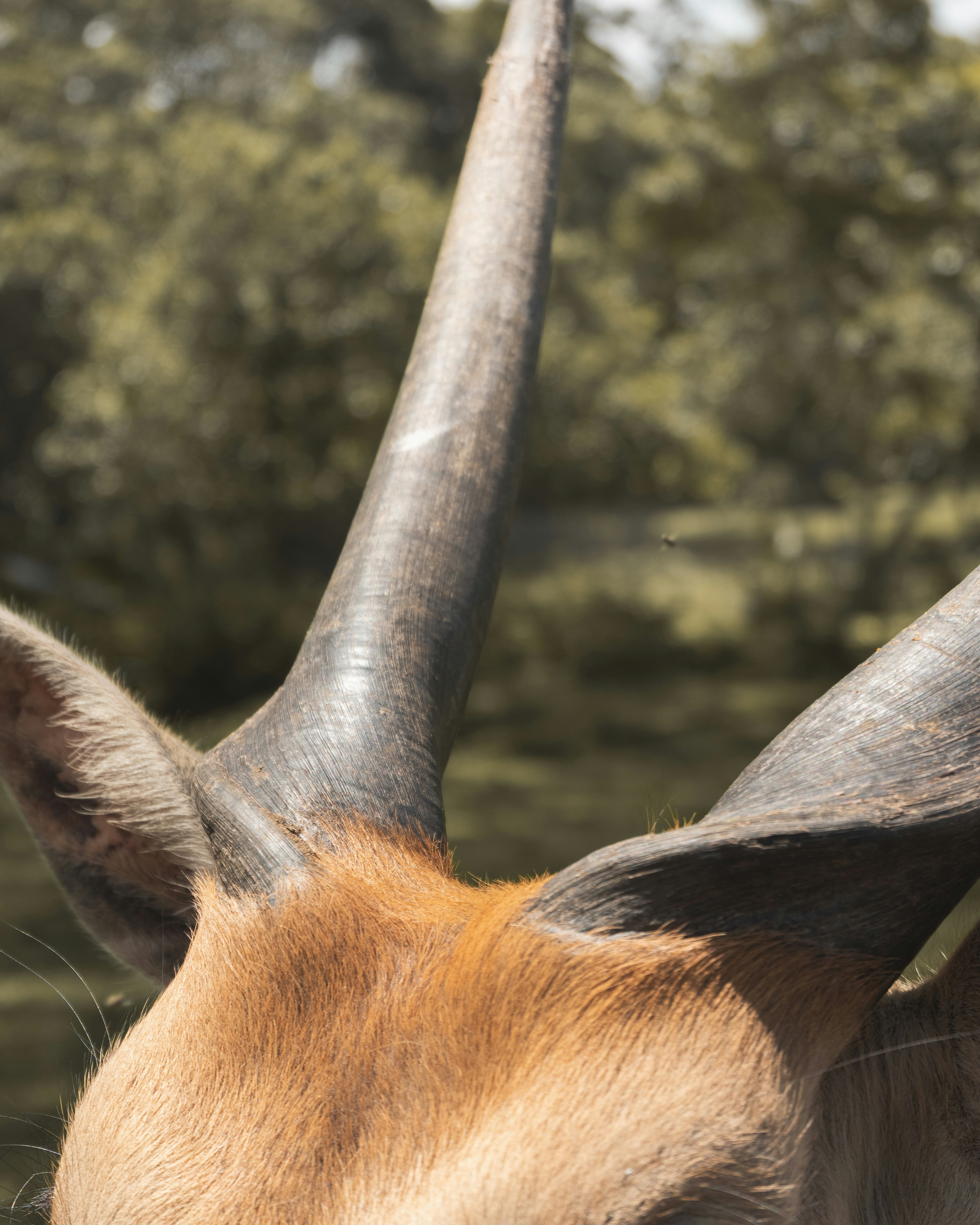 Un gros plan d’un animal avec de très longues cornes photo – Photo ...