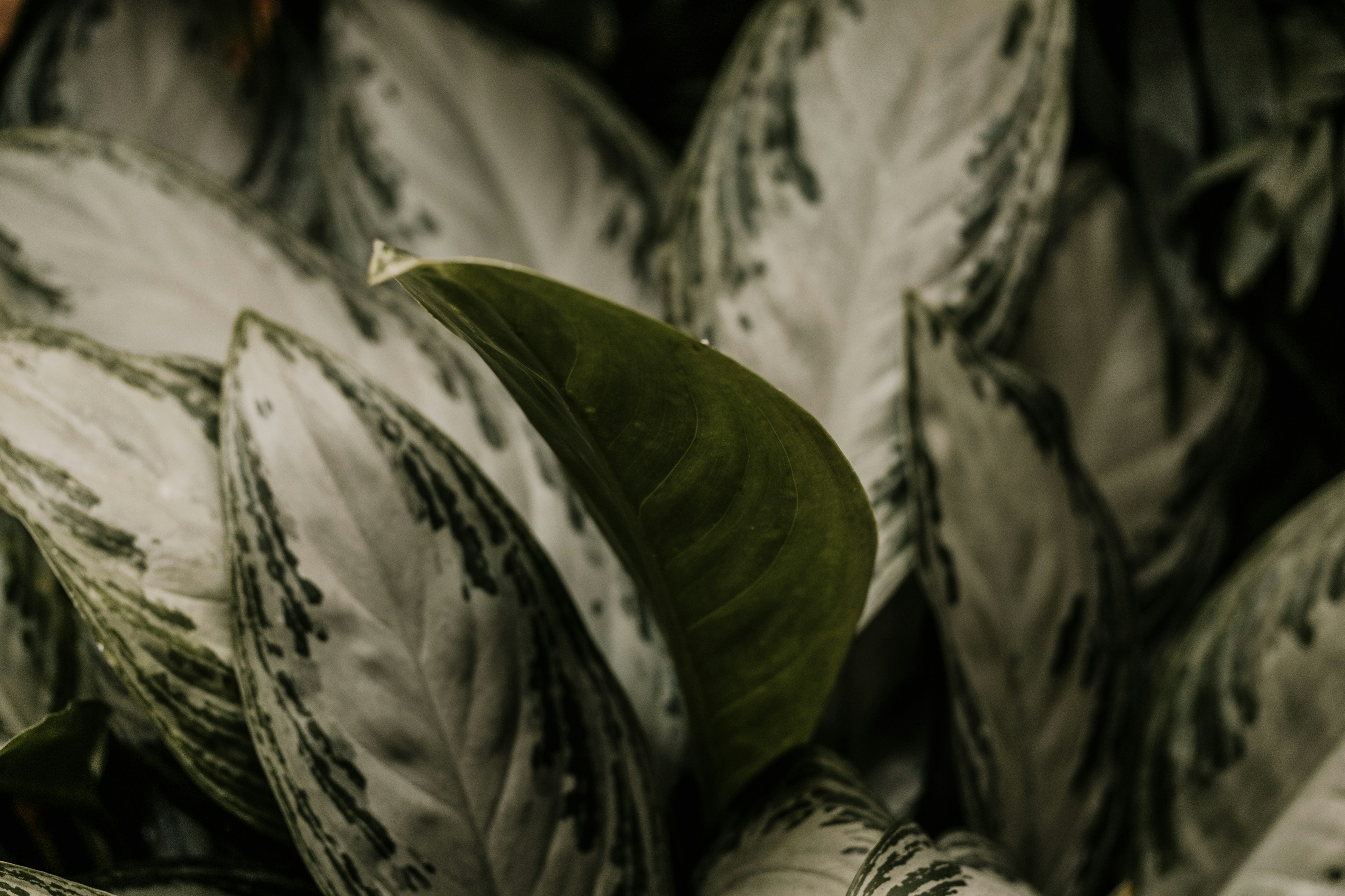 Emerald Standalone Among Cream-Edged Foliage