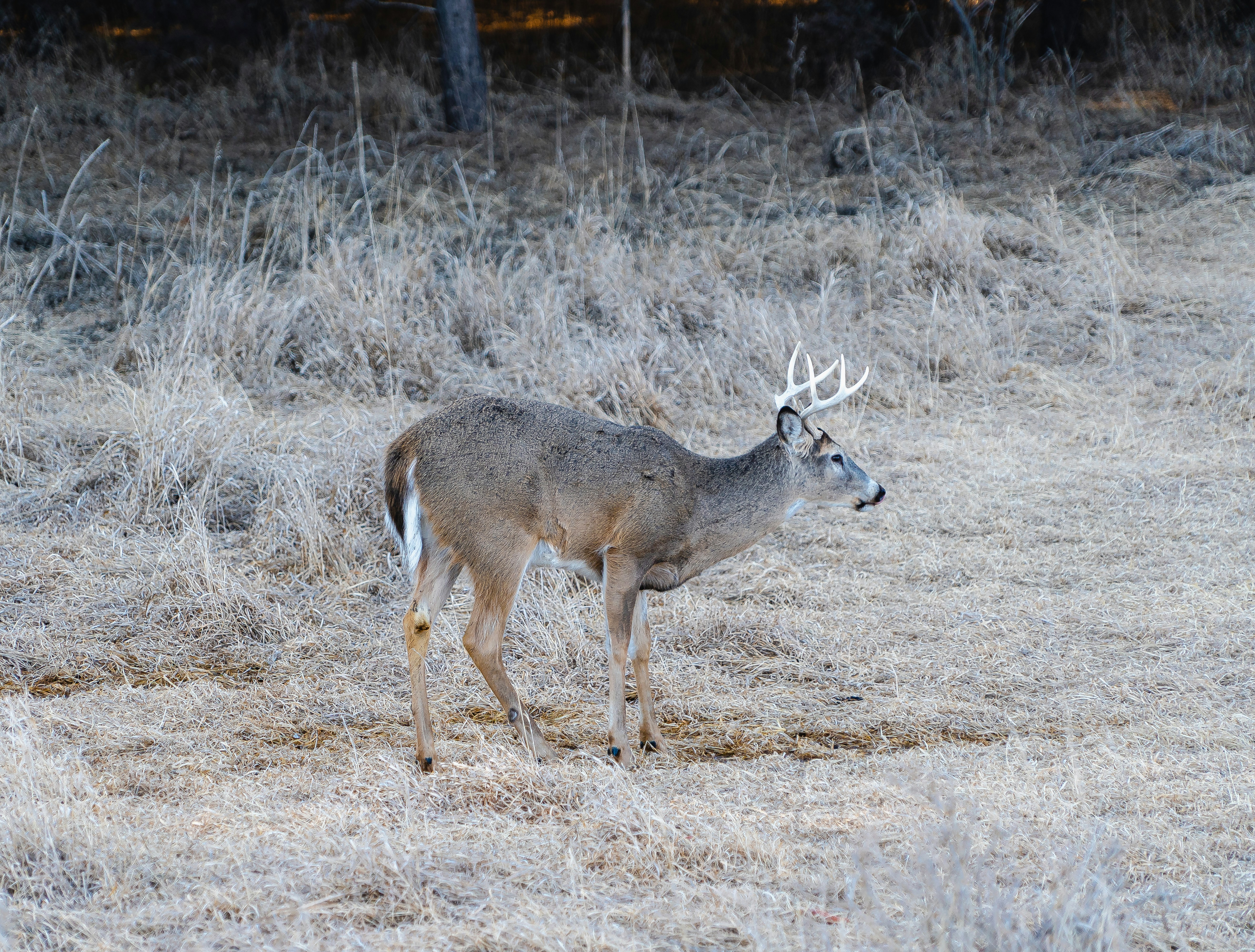 A deer standing in a dry grass field photo – Free Grey Image on Unsplash