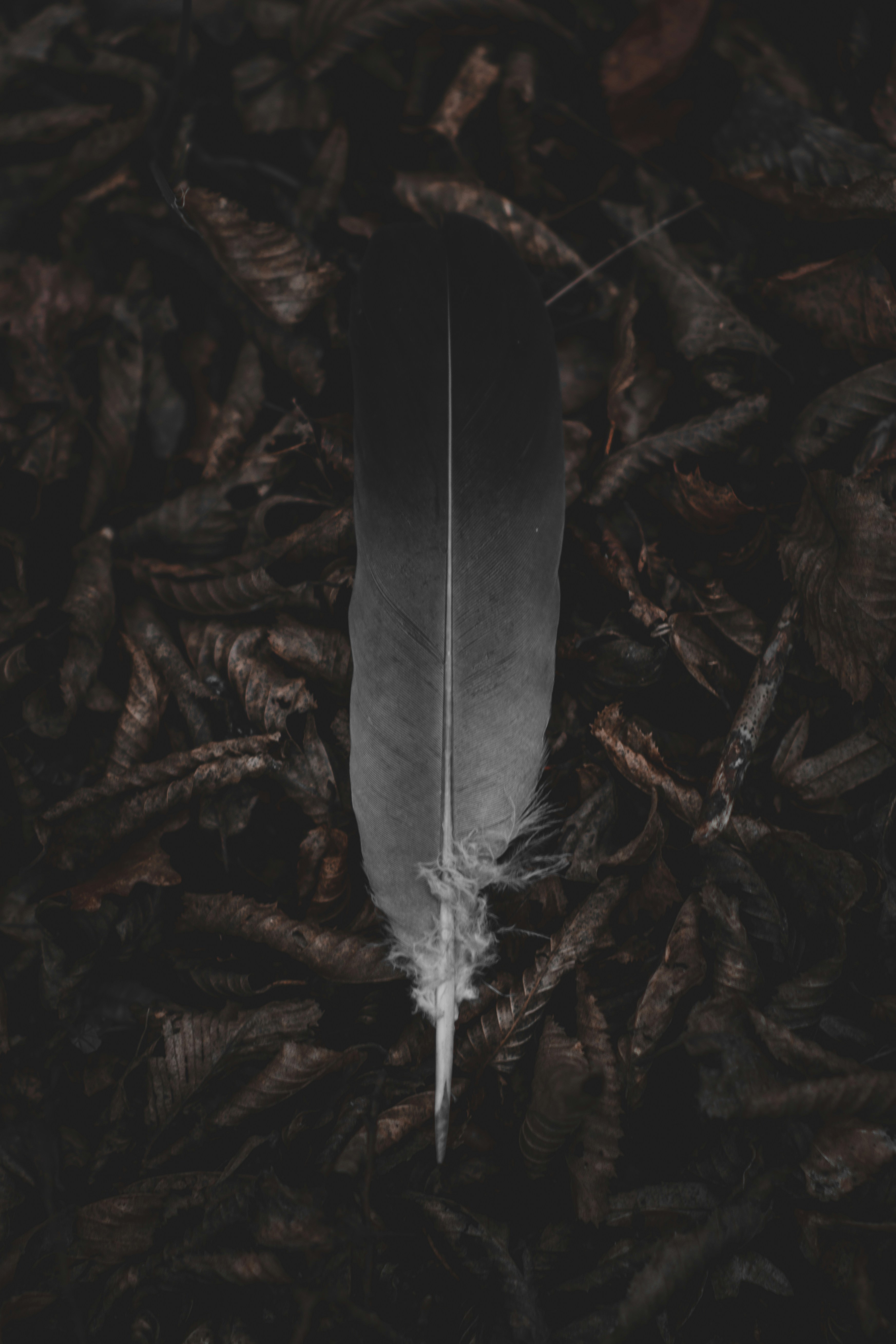 a black and white photo of a feather