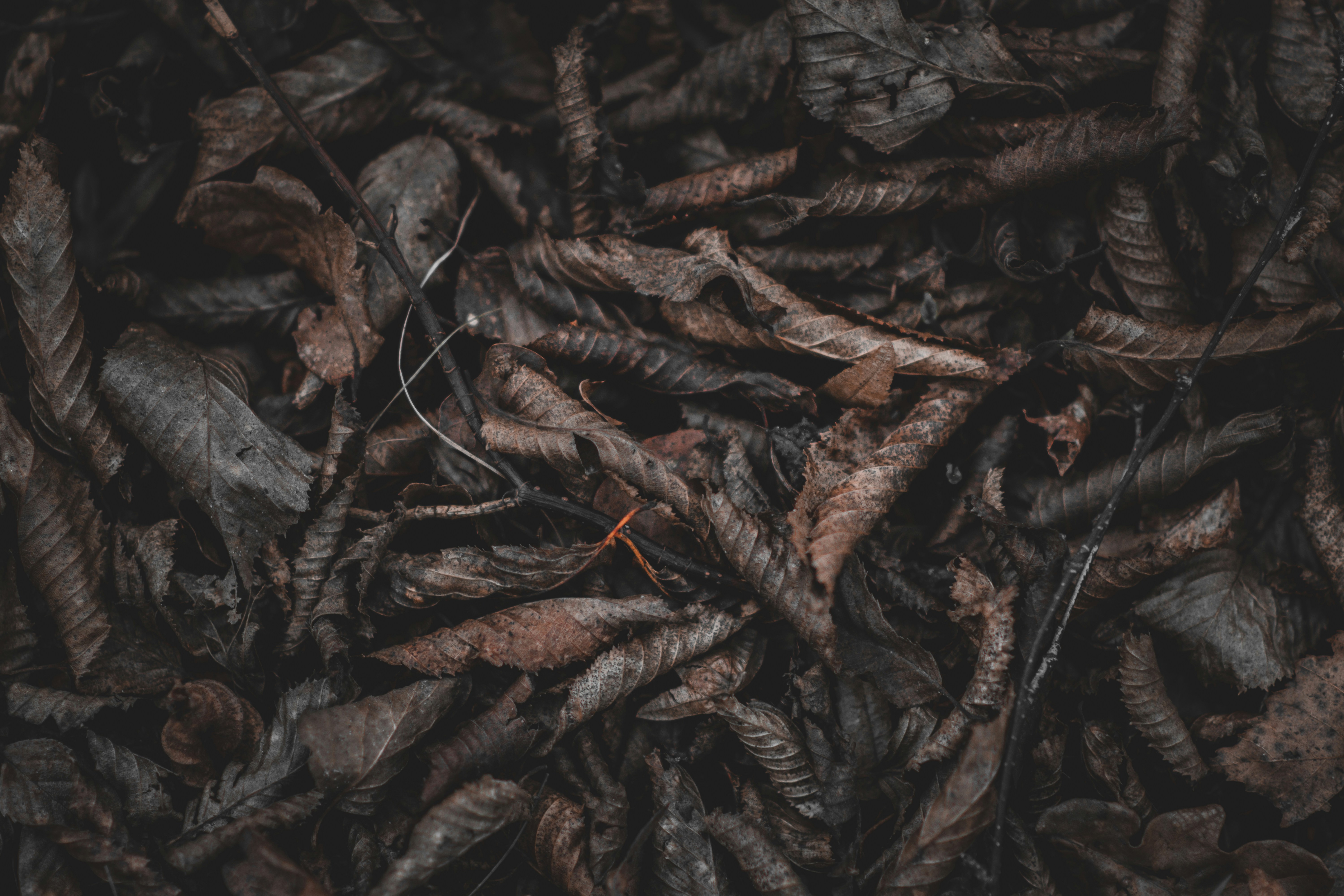 a bunch of brown leaves on the ground