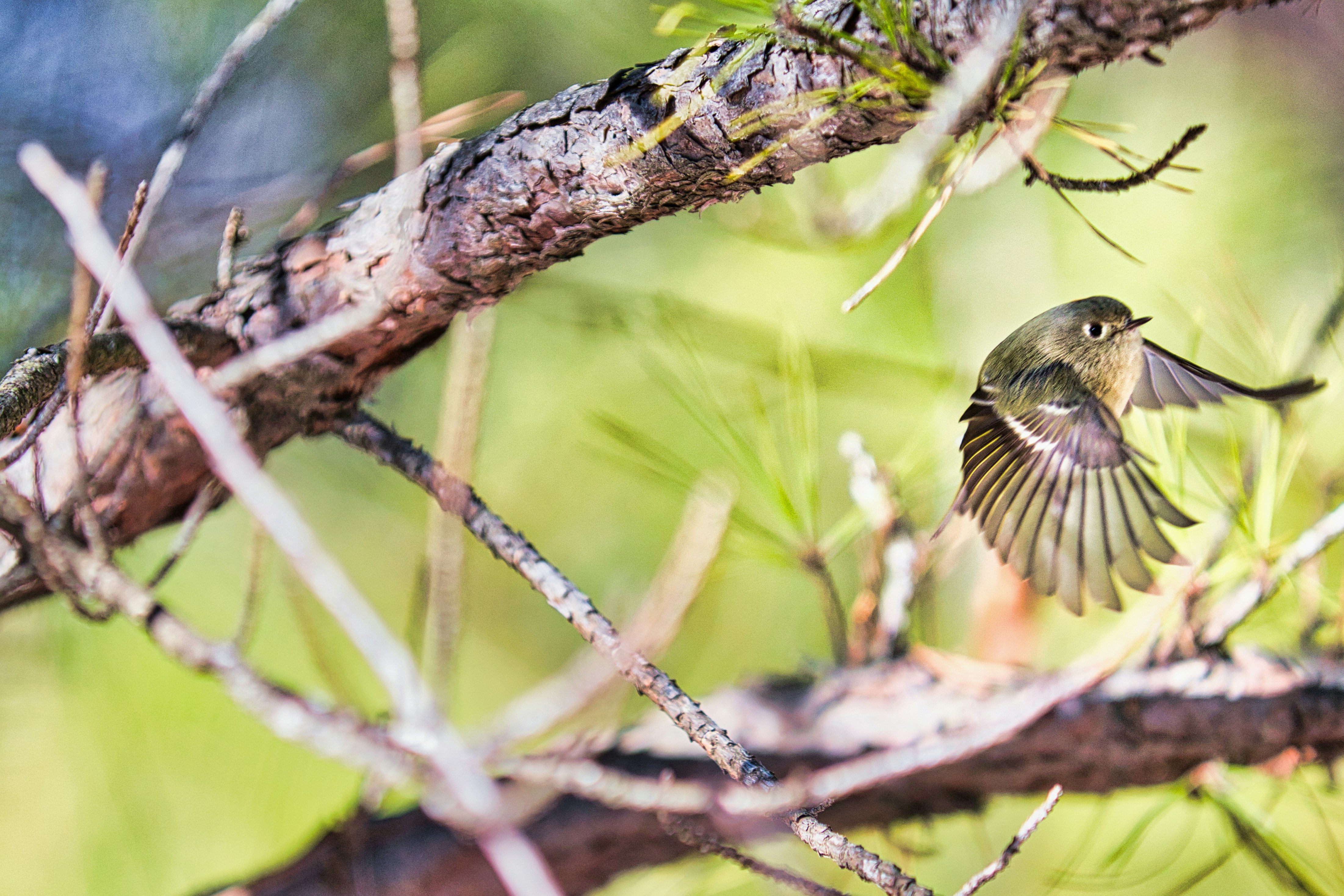 Gold-Crowned Kinglet in Flight