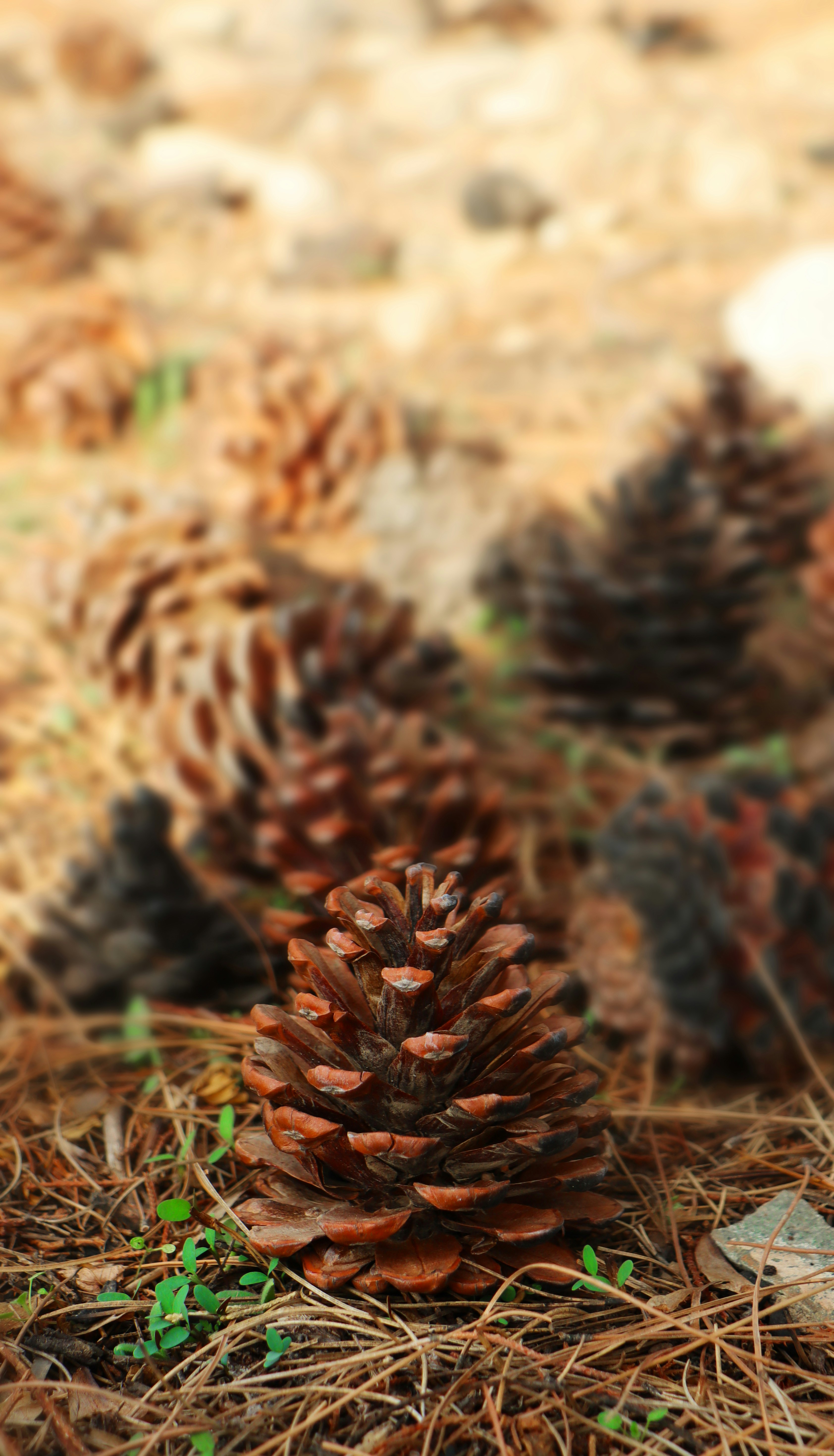 a close up of a pine cone on the ground