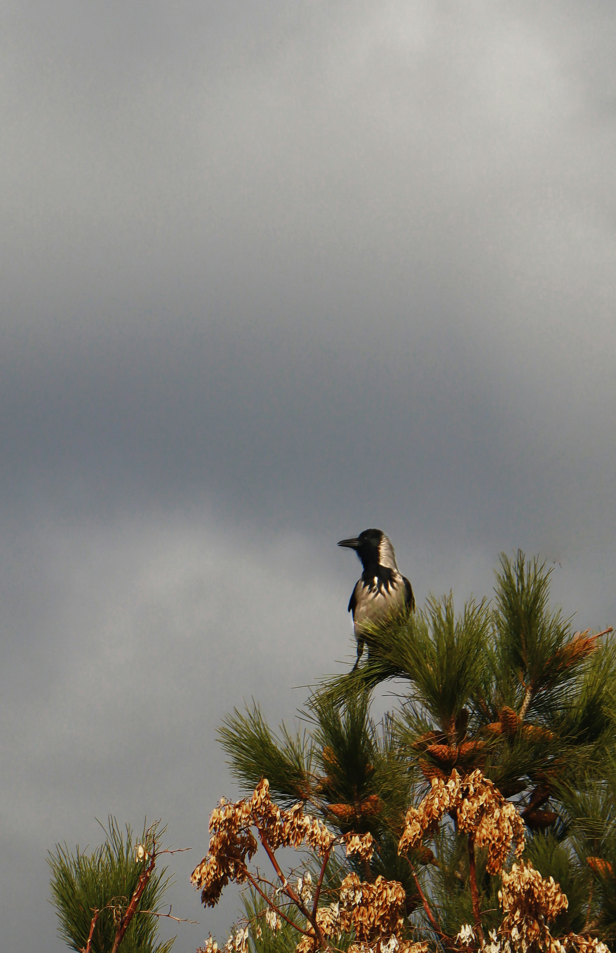 Raven at the Pine Crown Under a Forlorn Sky