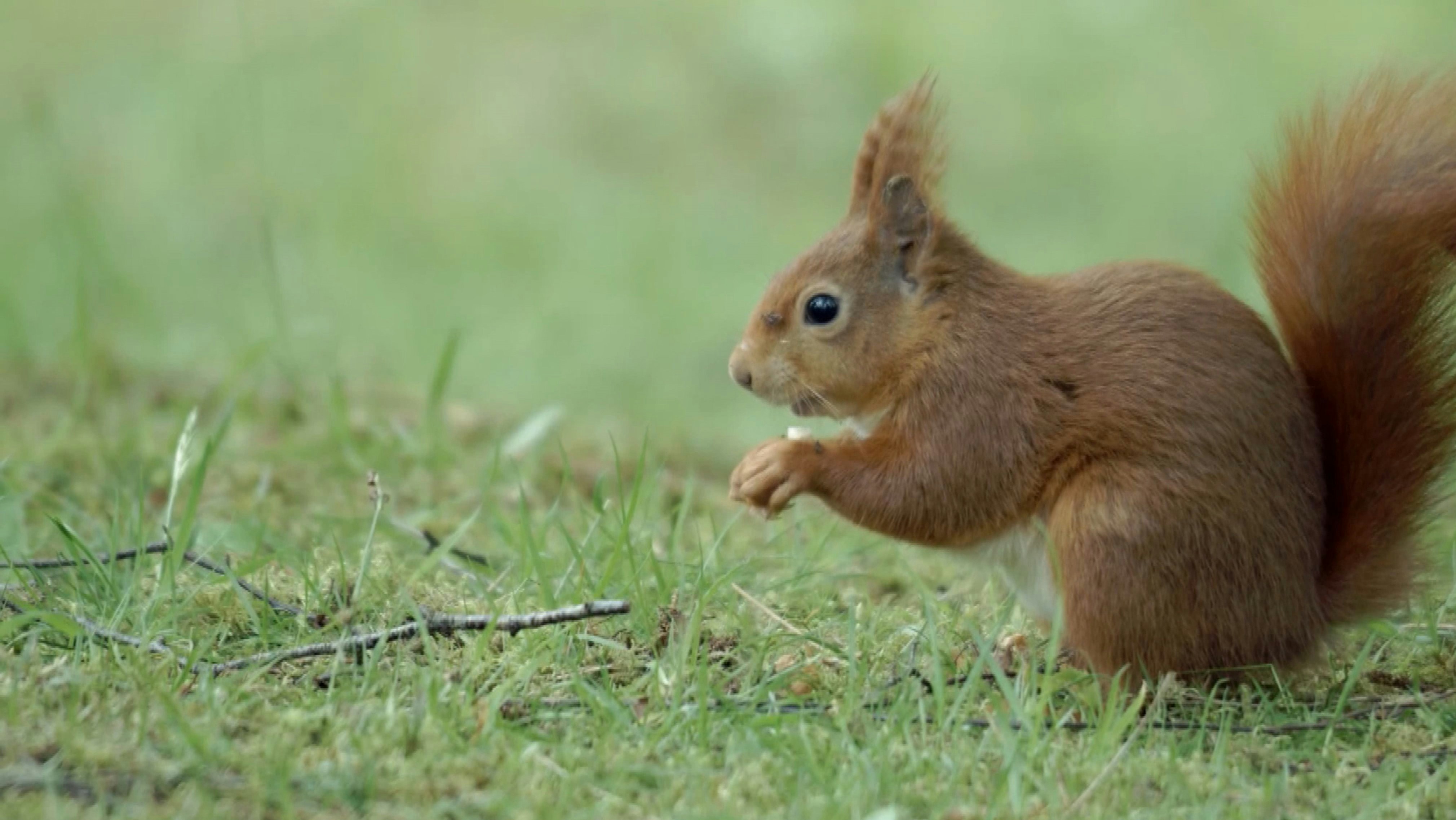 Una ardilla roja está parada sobre sus patas traseras foto – Imagen de ...