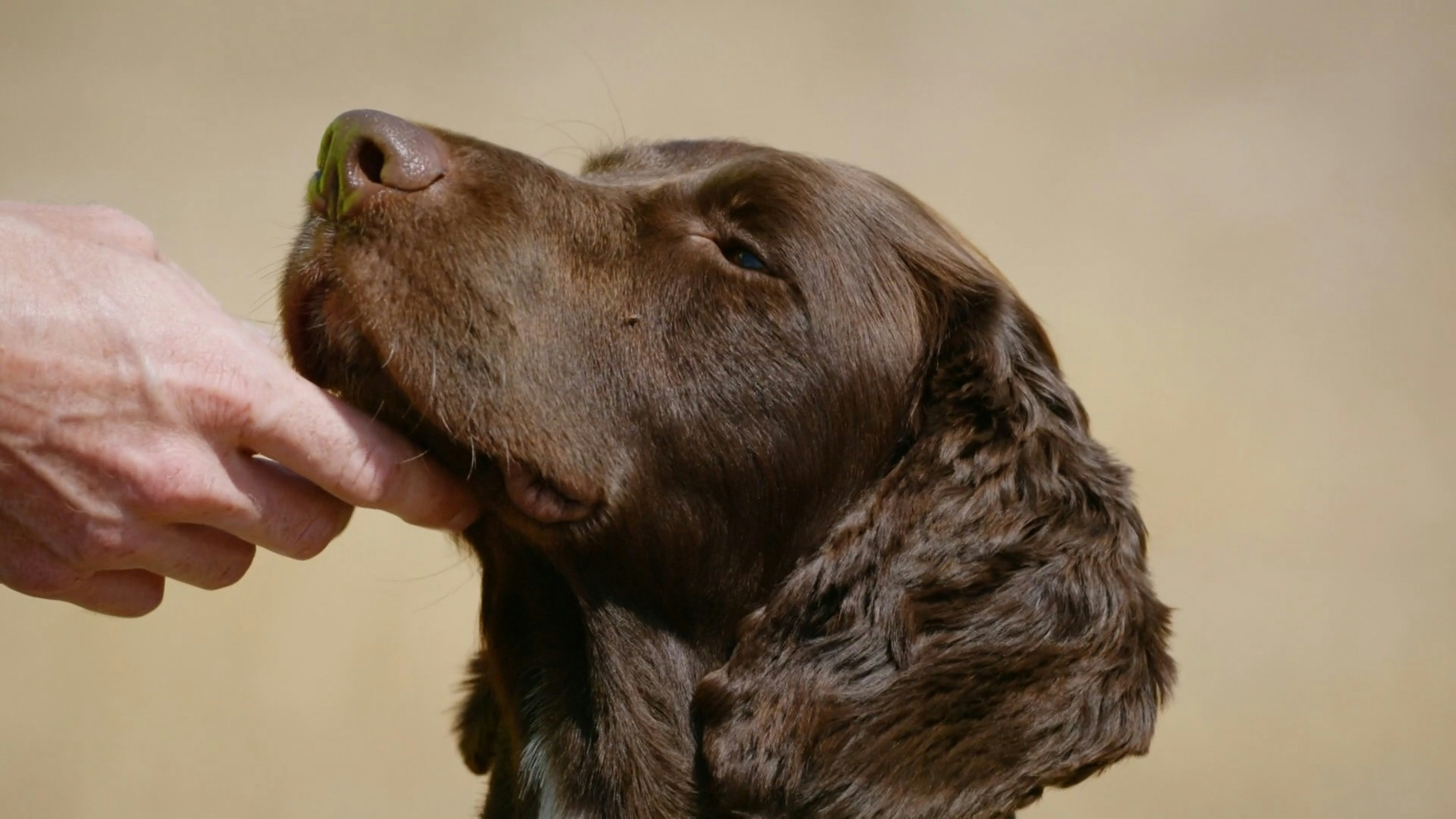 A brown dog being petted by a person photo – Free Animal Image on Unsplash