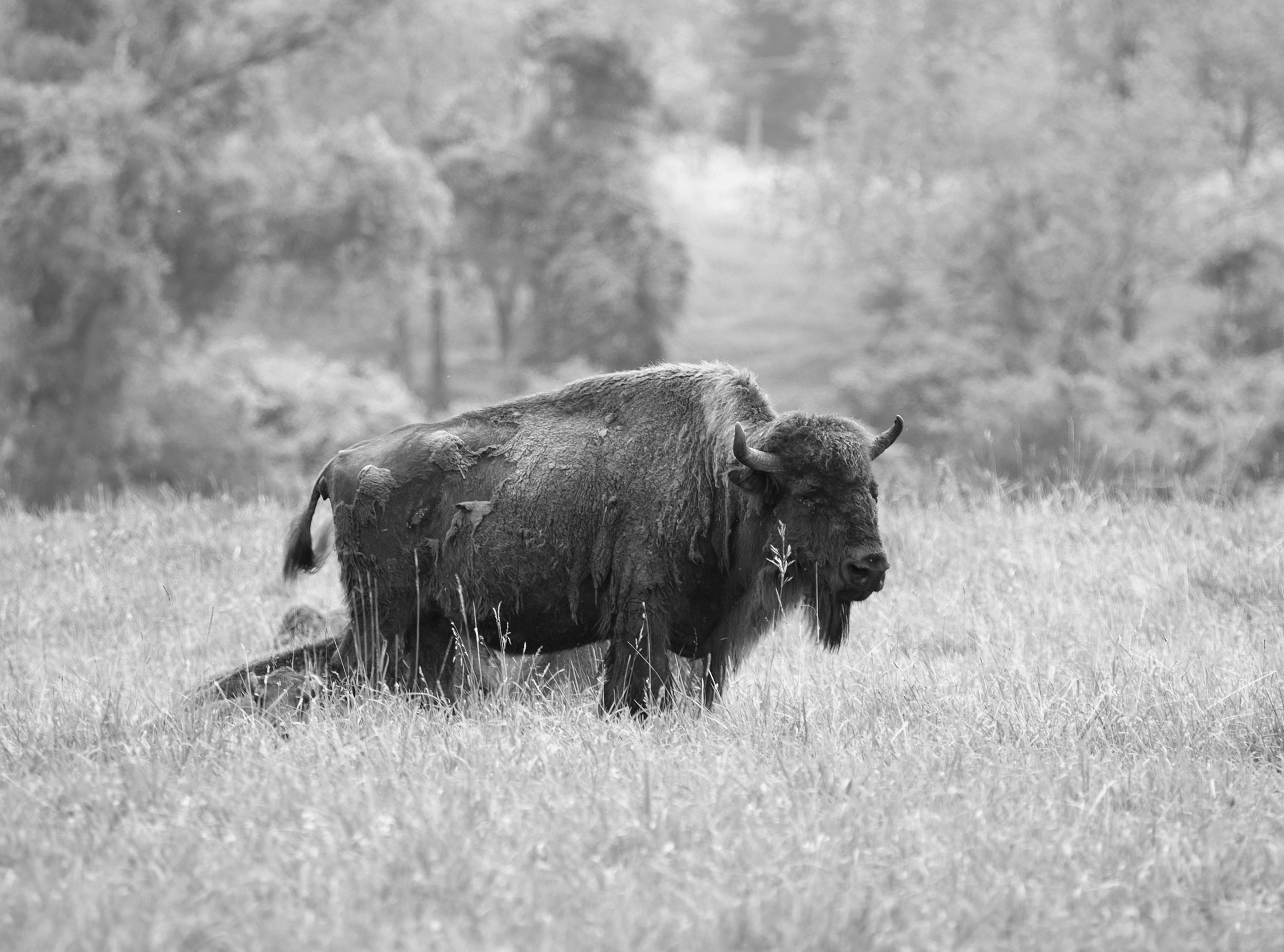 Une photo en noir et blanc d’un bison dans un champ photo – Photo Animal Gratuite sur Unsplash