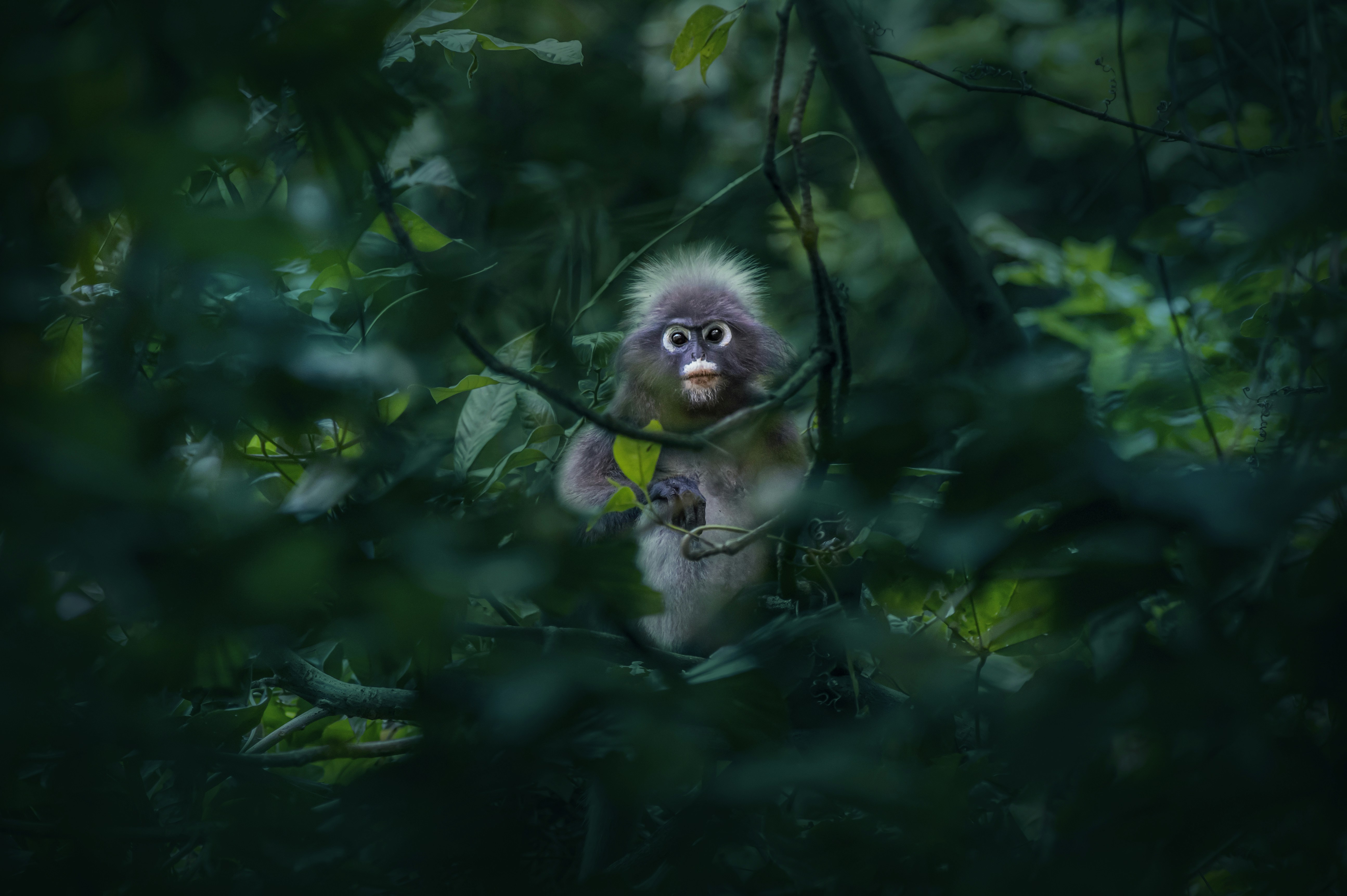 Un singe est assis au milieu d’un arbre photo – Image gratuite de Ao ...