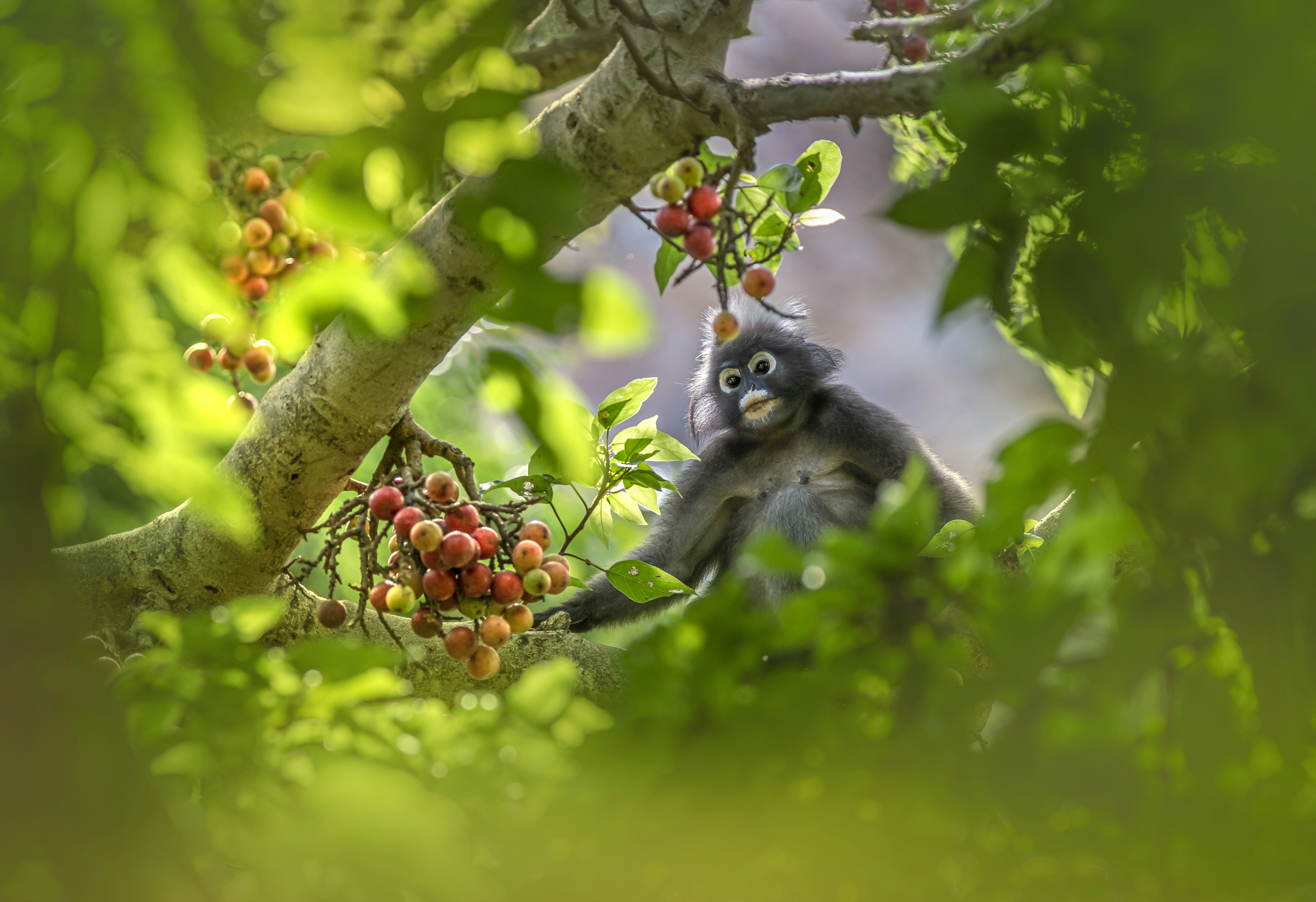 A monkey sitting in a tree with berries on it photo – Free Ao nang ...