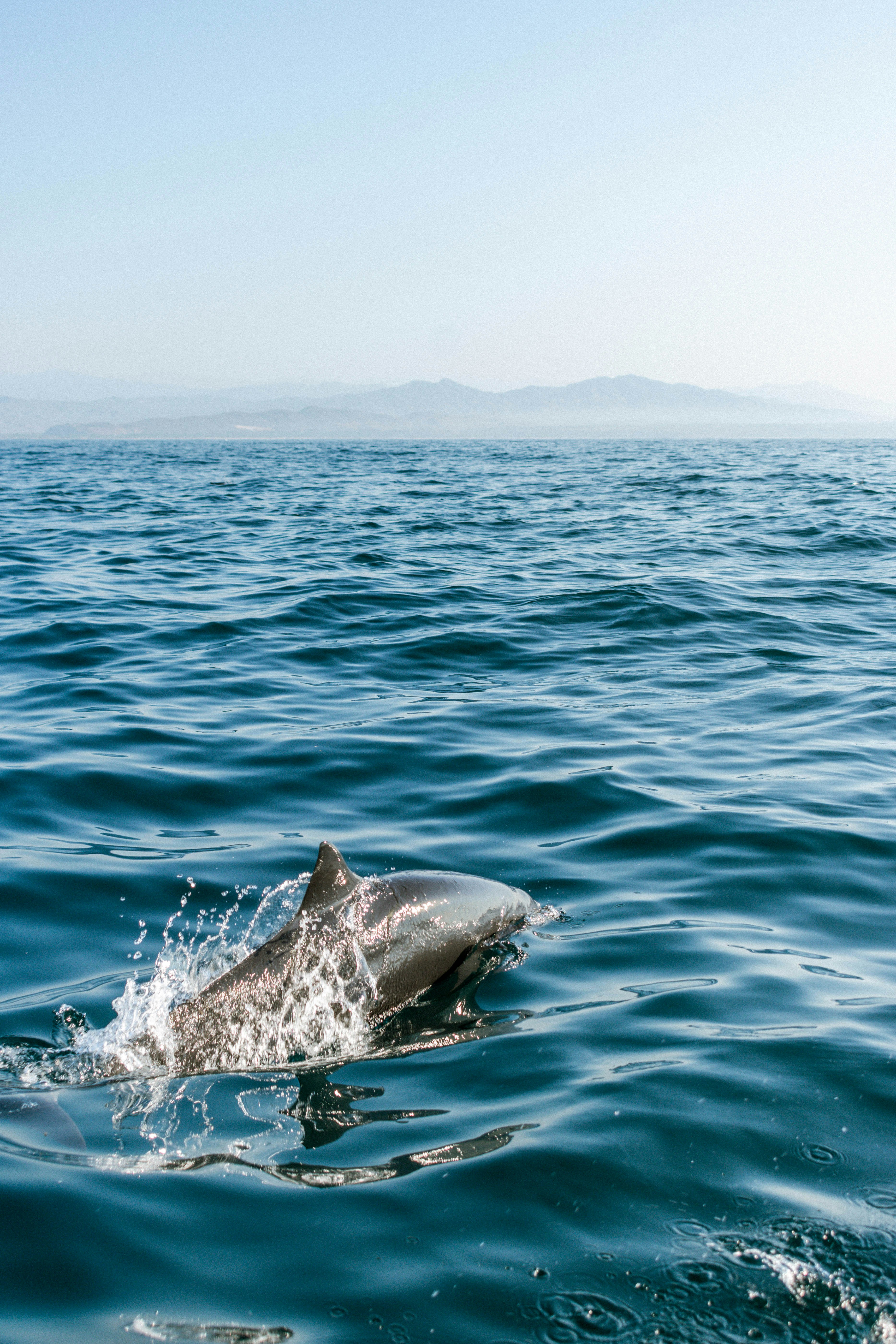 Dolphin breaking the surface of calm blue waters, creating a splash against a backdrop of distant mountains.