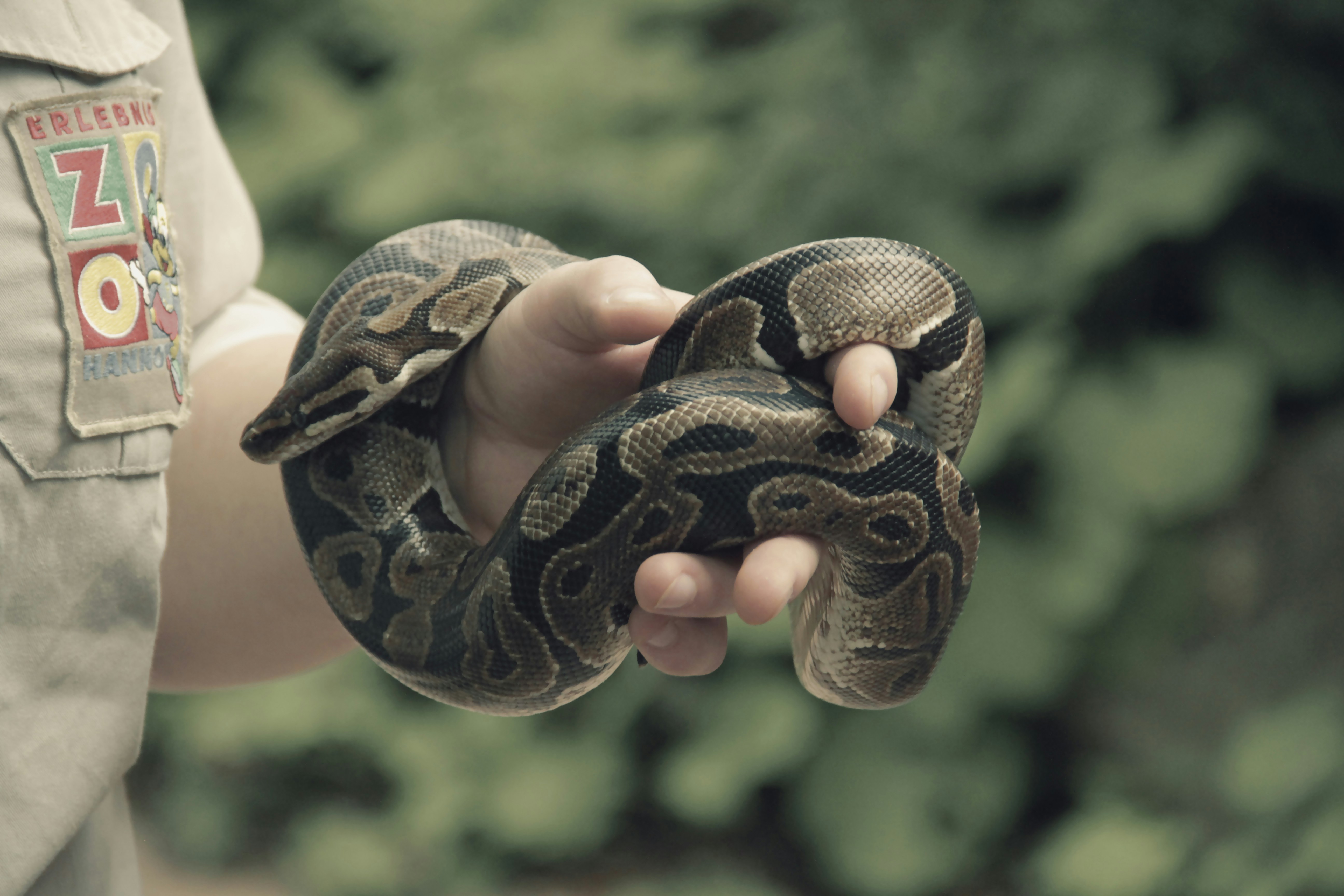 A person holding a large snake in their hand photo – Free Human Image ...