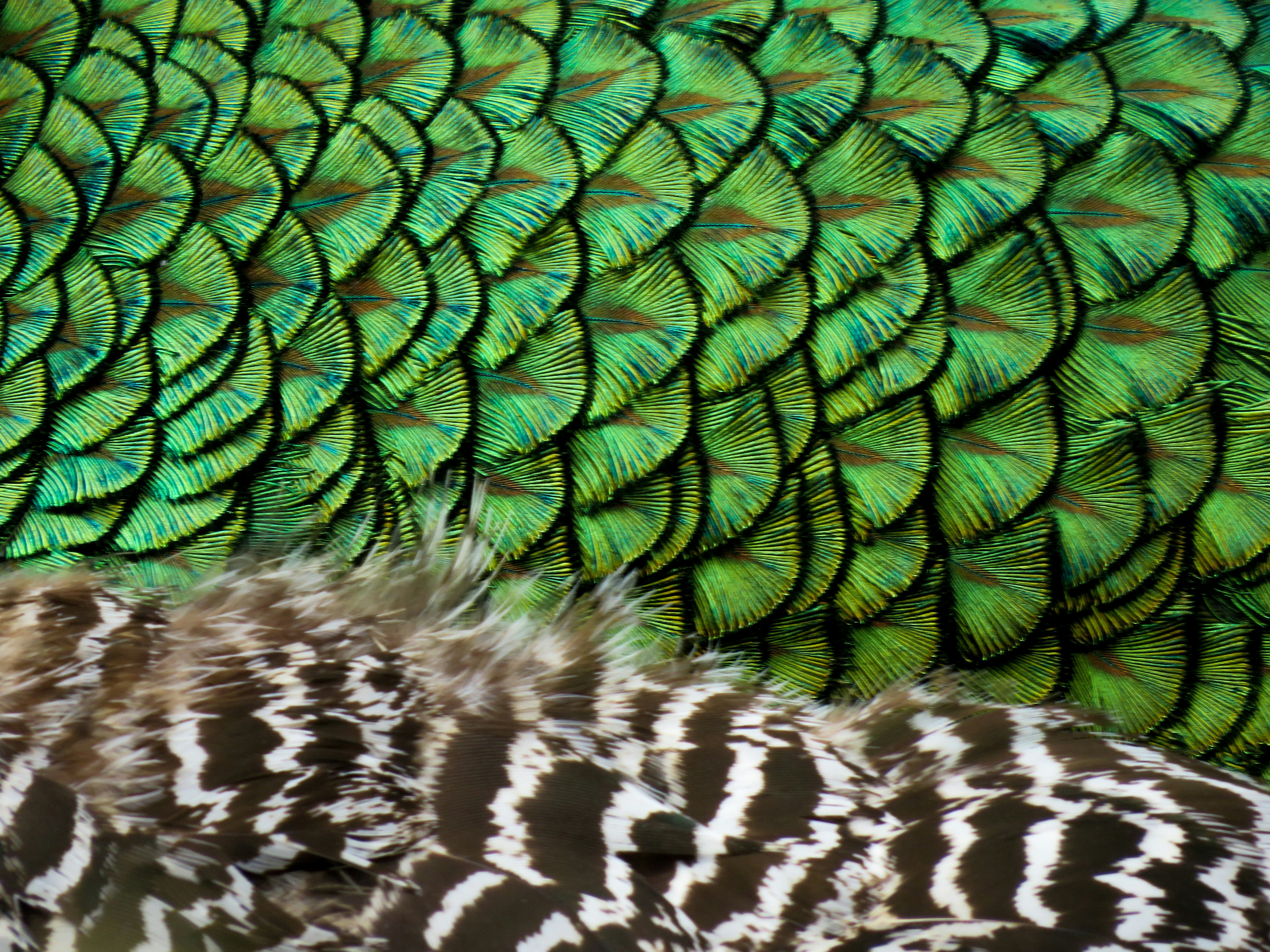 Peacock Feathers
