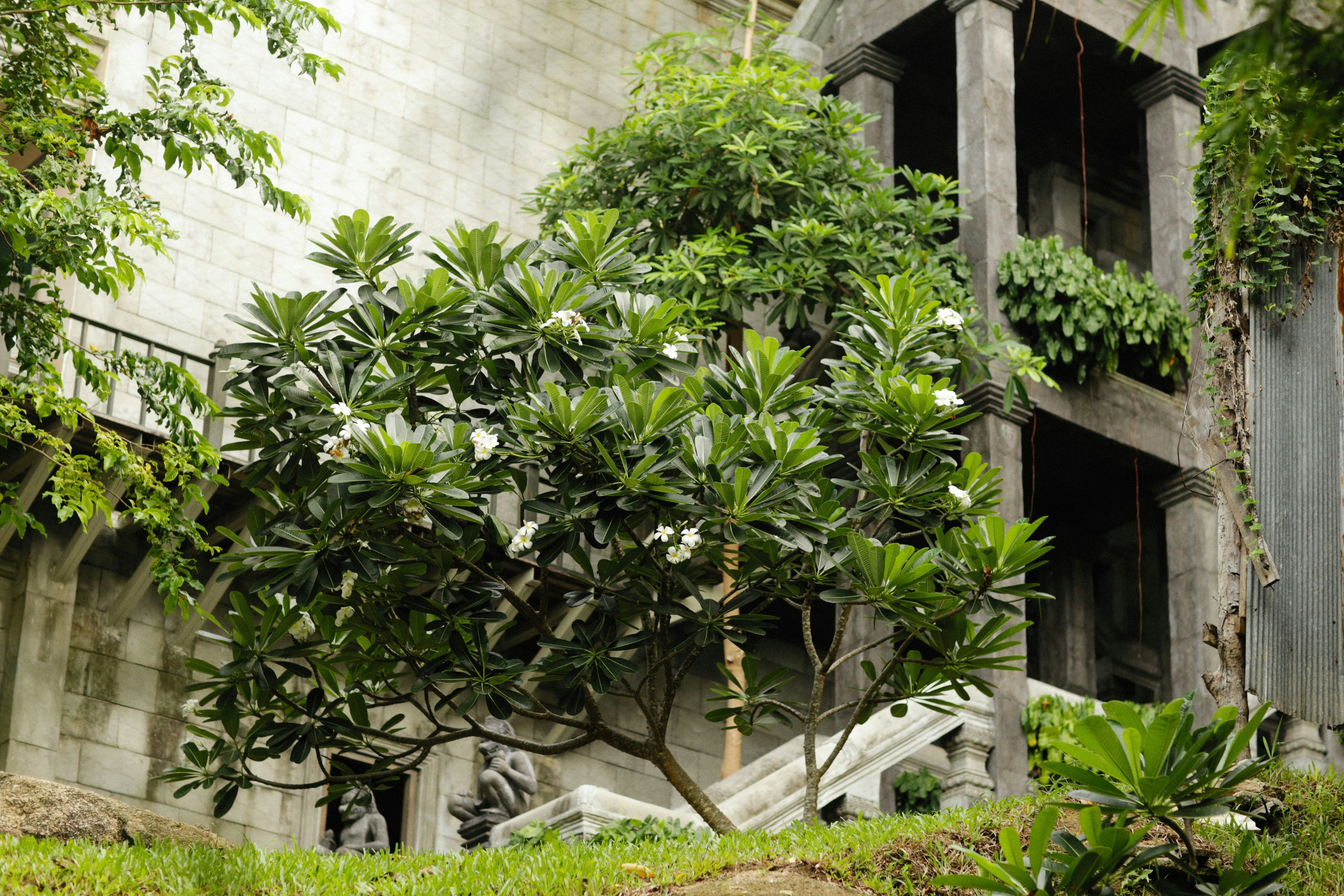 a tree in front of a concrete building