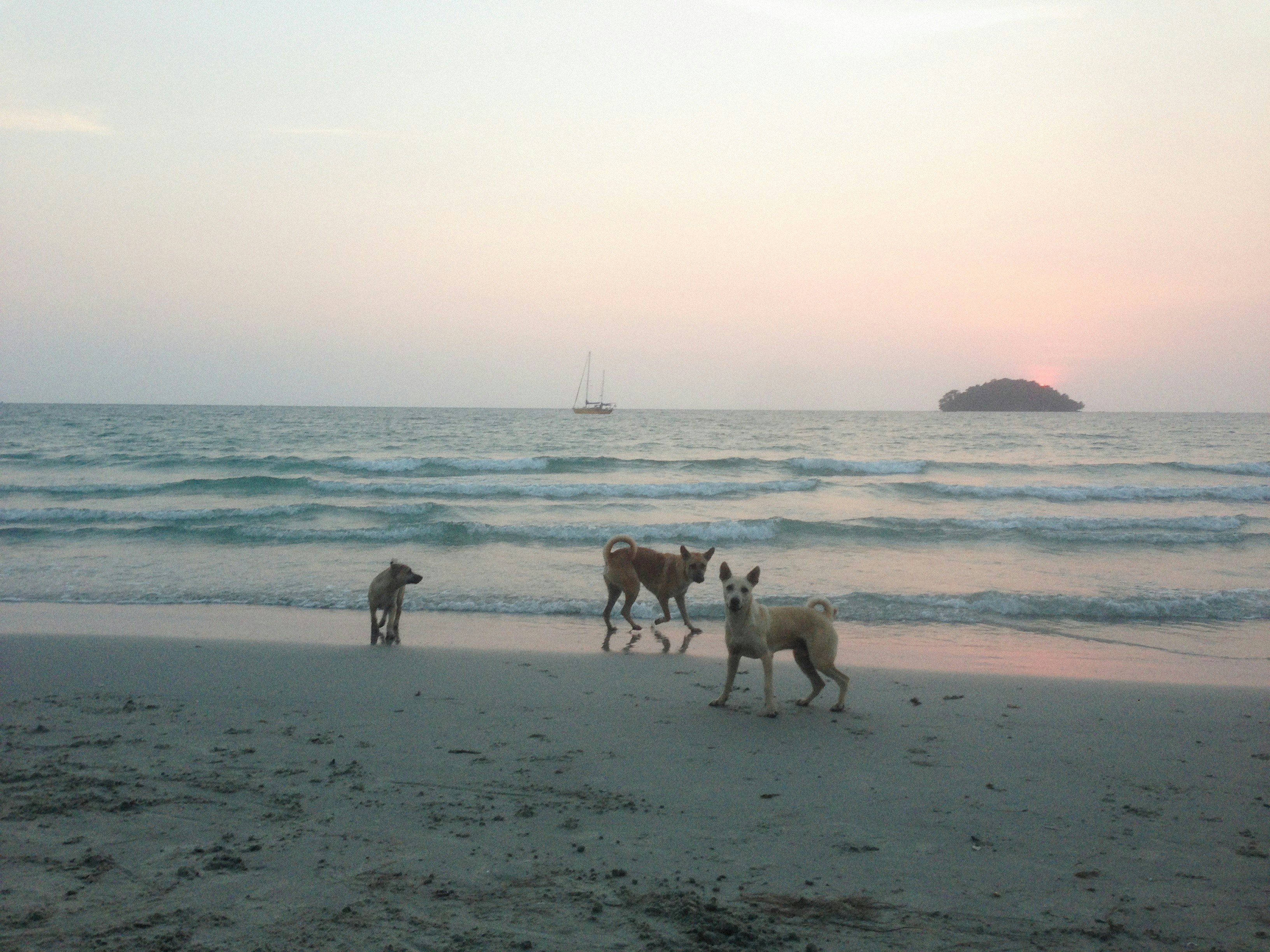 A group of goats walking along the beach photo – Free Ocean Image on ...