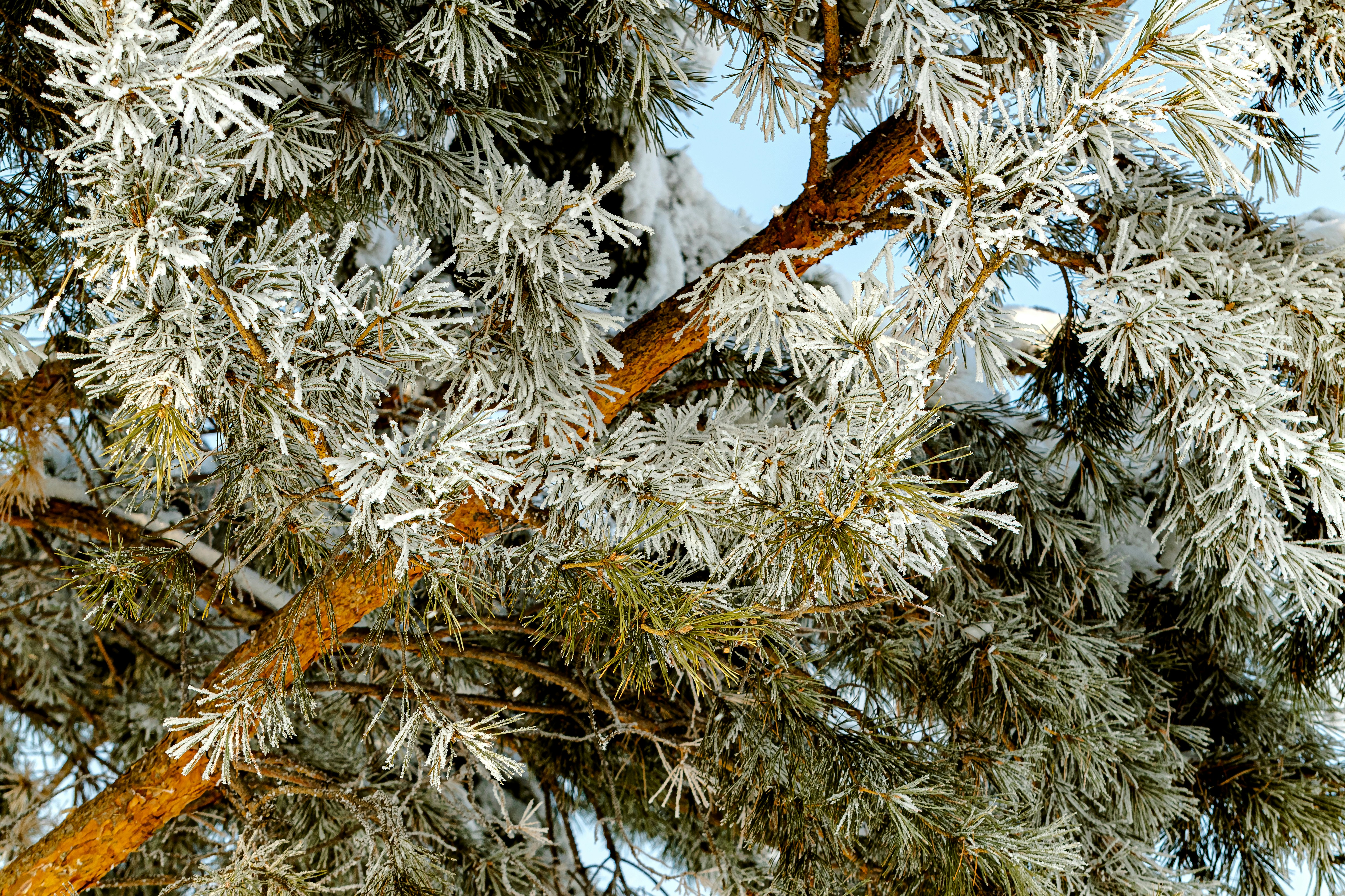 Frost-Laced Pines: Crystal Webs on a Diagonal Twig