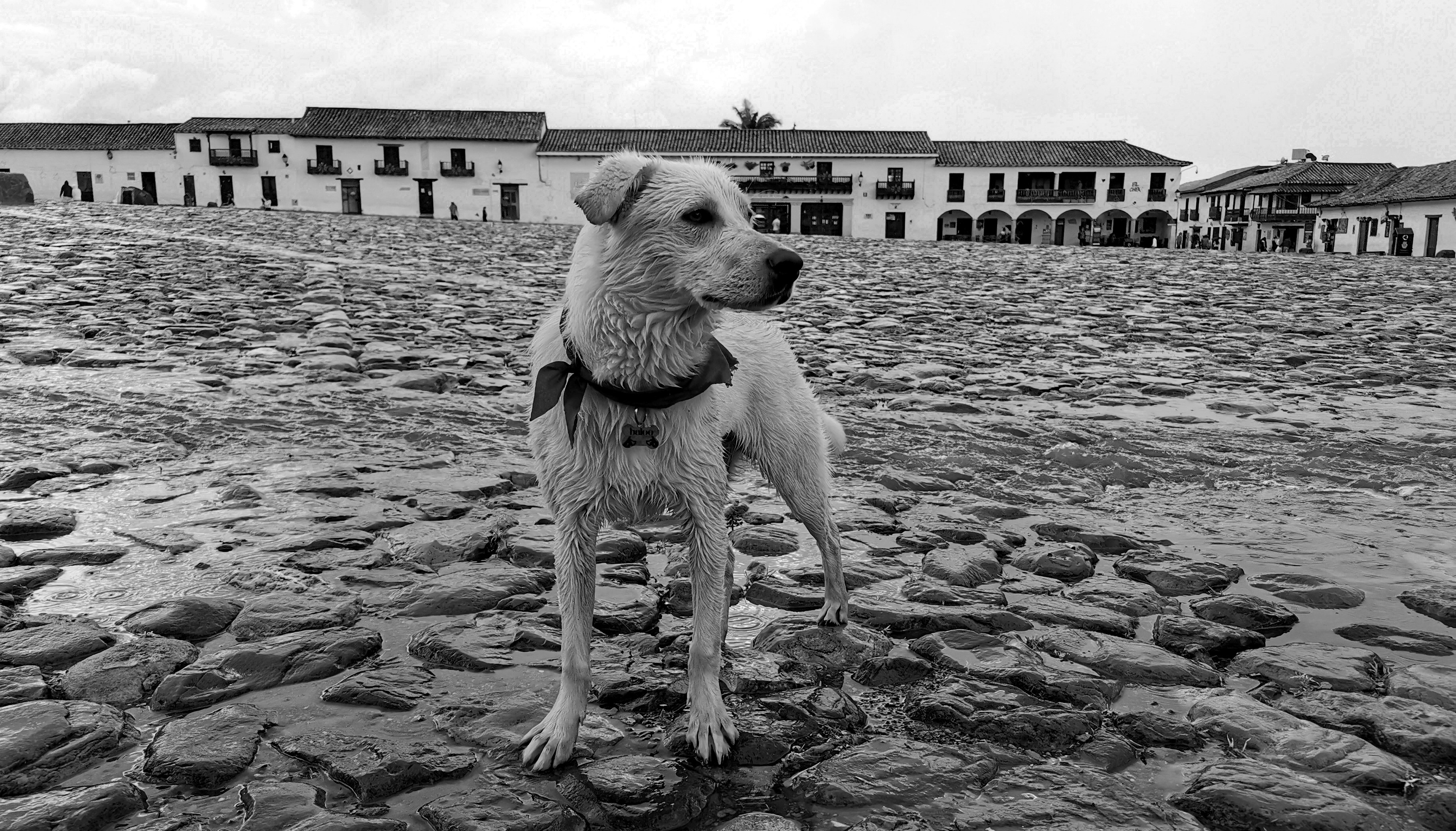 Cobbled Streets and Canine Curiosity