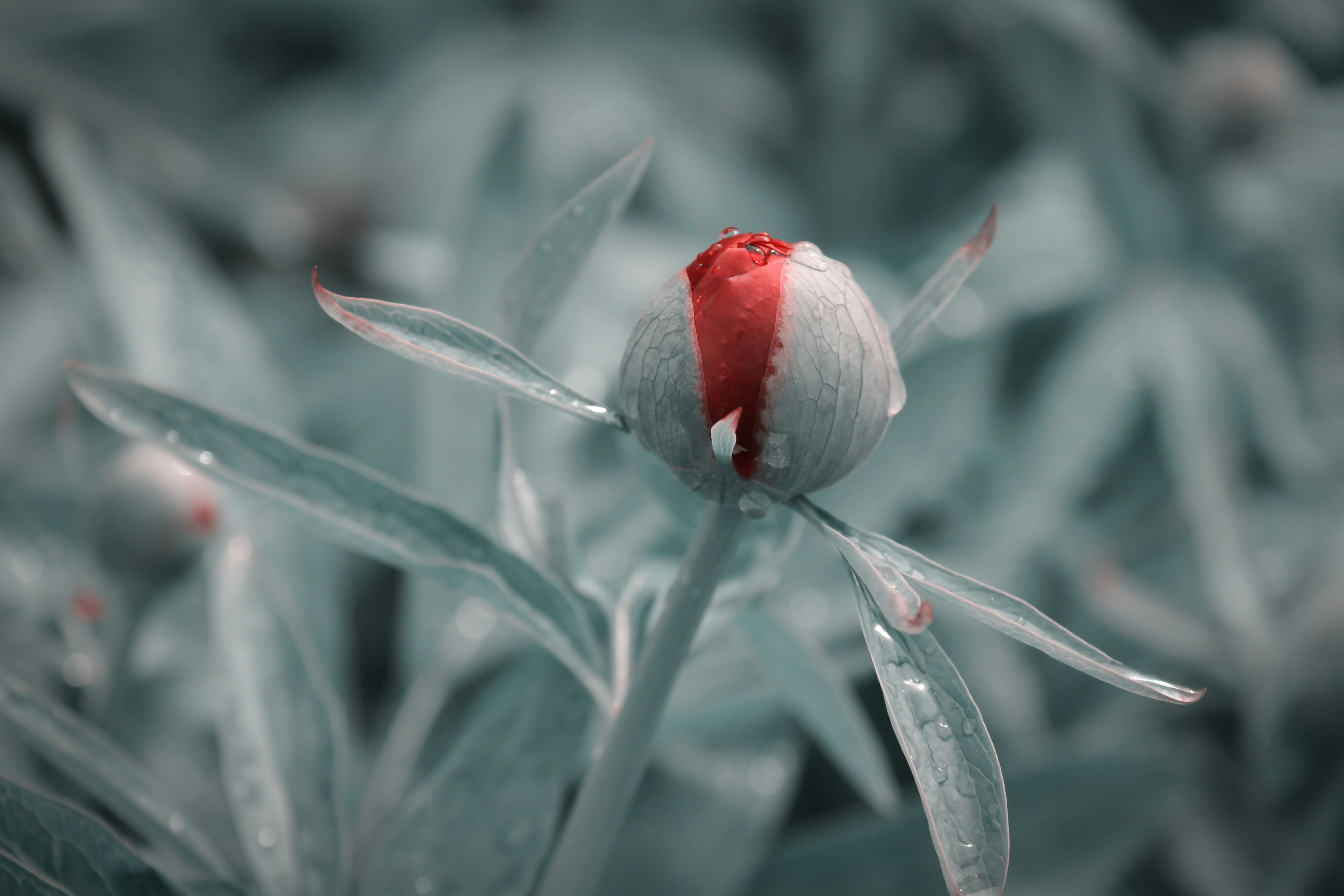 Dew-kissed red-striped bud: a microstudy in cool contrast