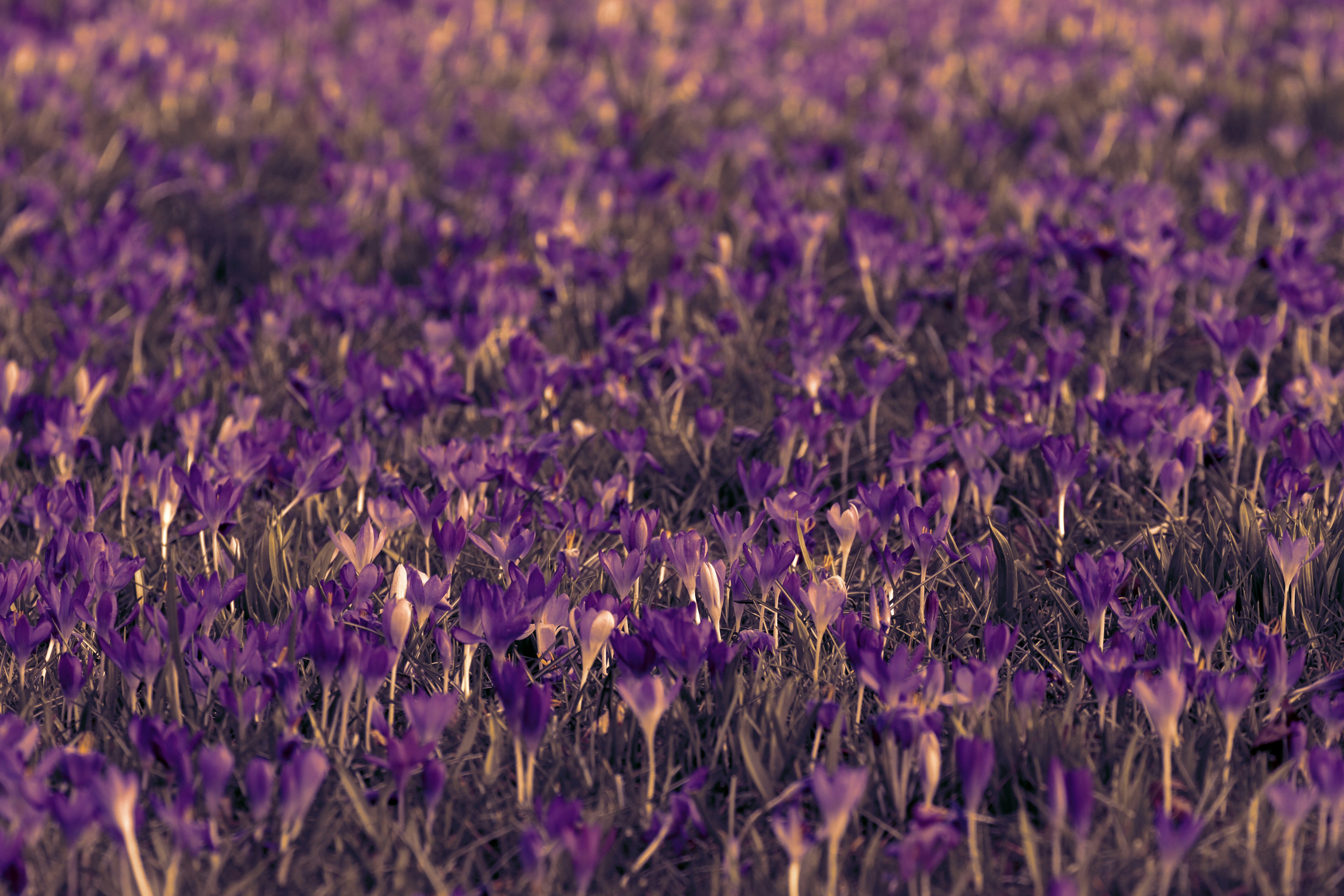 a field of purple flowers in the middle of the day